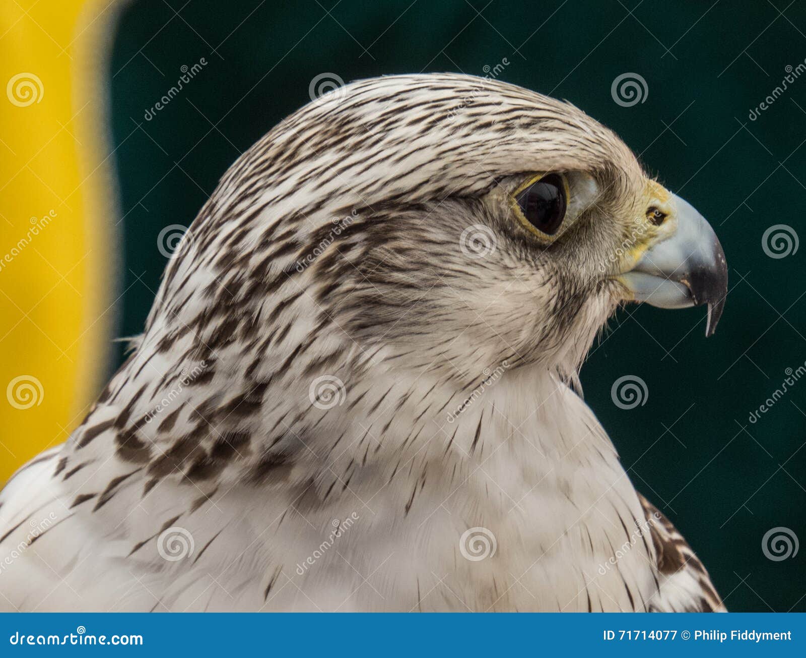 Hawk Close Up of Face in Spain Stock Image - Image of hawk, beak: 71714077