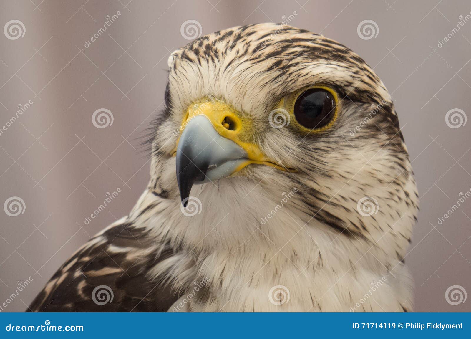 Hawk Close Up of Face in Spain Stock Image - Image of spain, wild: 71714119