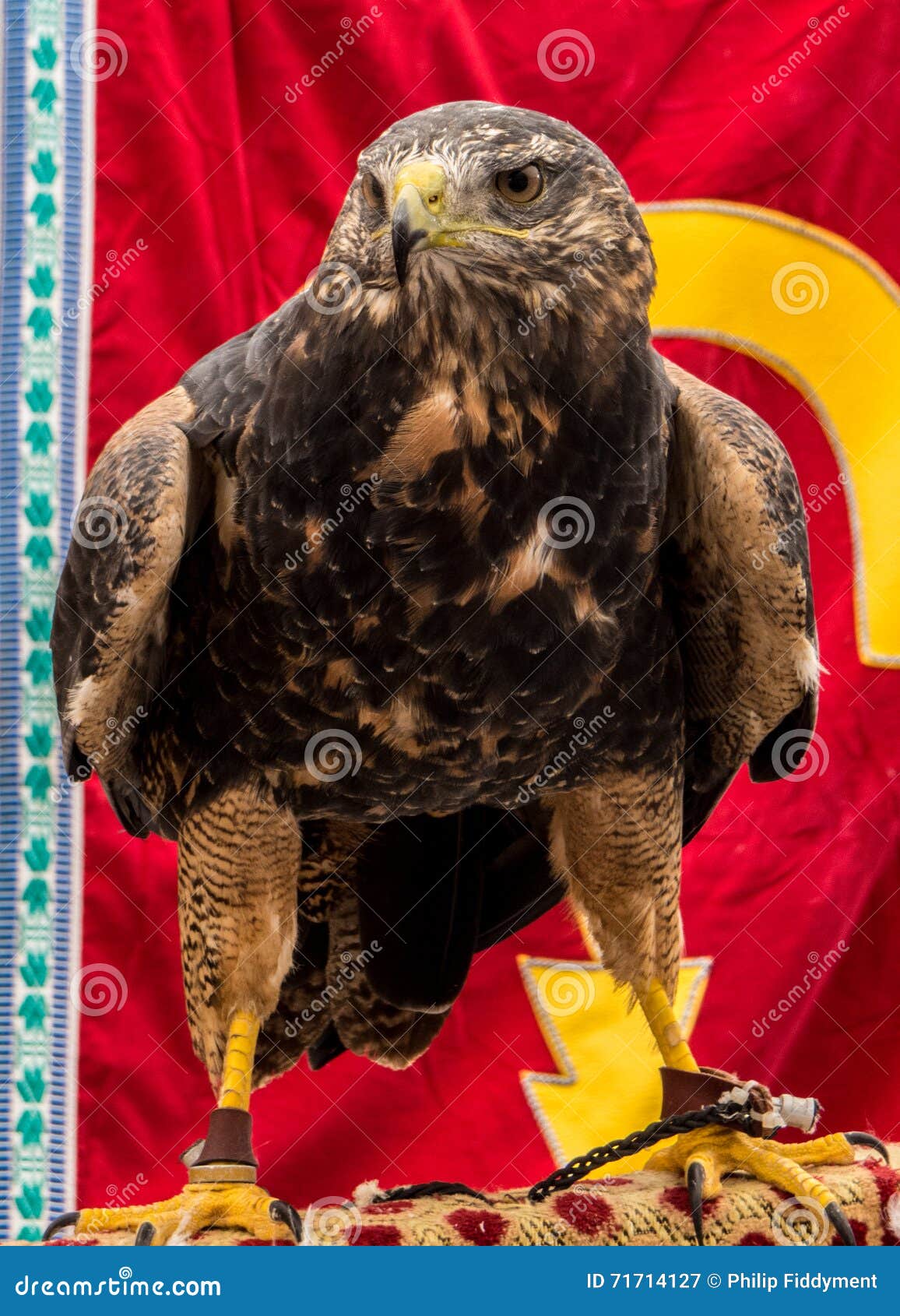 Hawk Close Up of Face in Spain Stock Image - Image of bird, hawk: 71714127