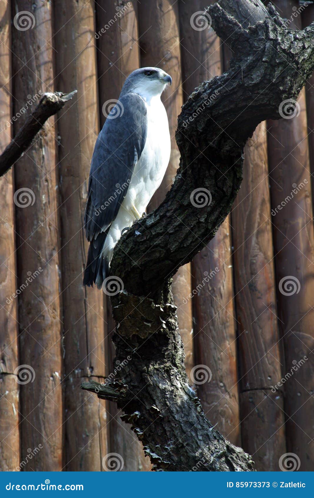 Hawk stock image. Image of feathers, beak, birds, closeup - 85973373
