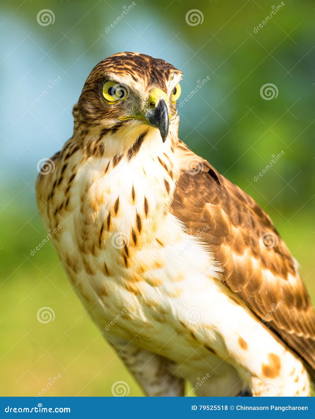 Hawk stock photo. Image of tame, predator, blur, fauna - 79525518
