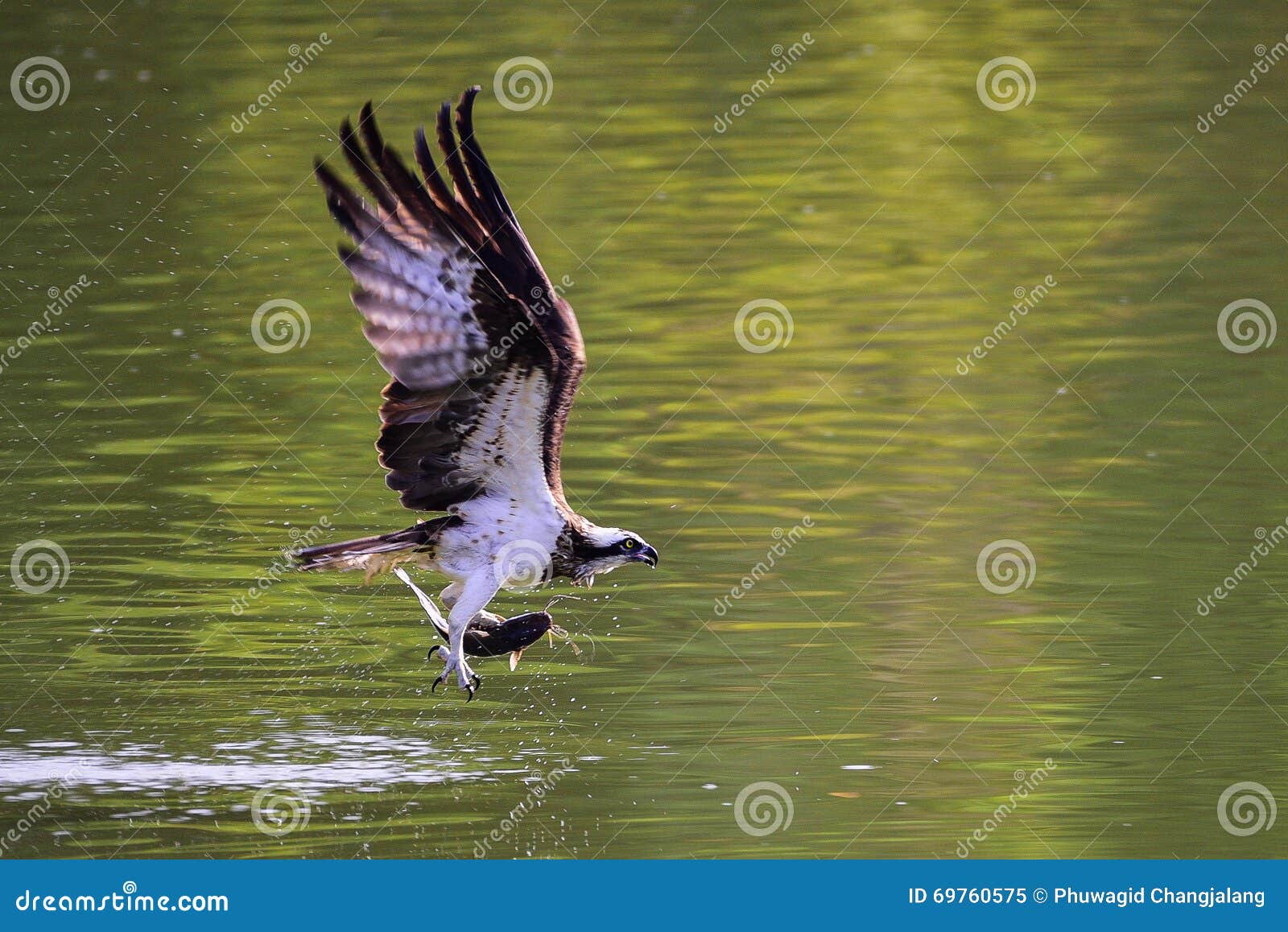 The Hawk stock image. Image of claw, victim, hunted, hawks - 69760575