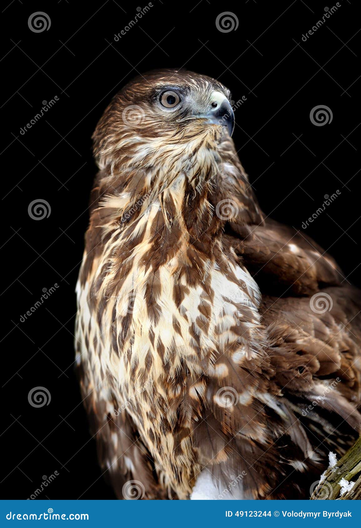 Hawk on dark background stock photo. Image of eagle, wings - 49123244