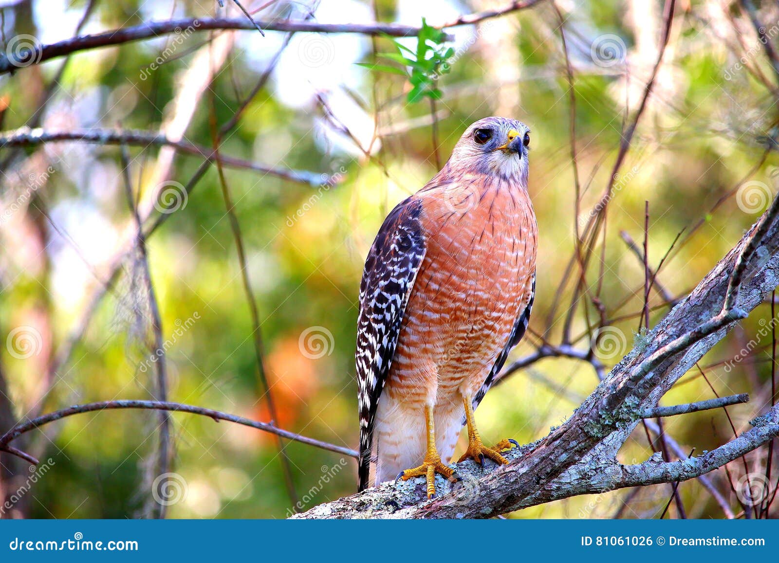Hawk with a detective face stock photo. Image of camera - 81061026