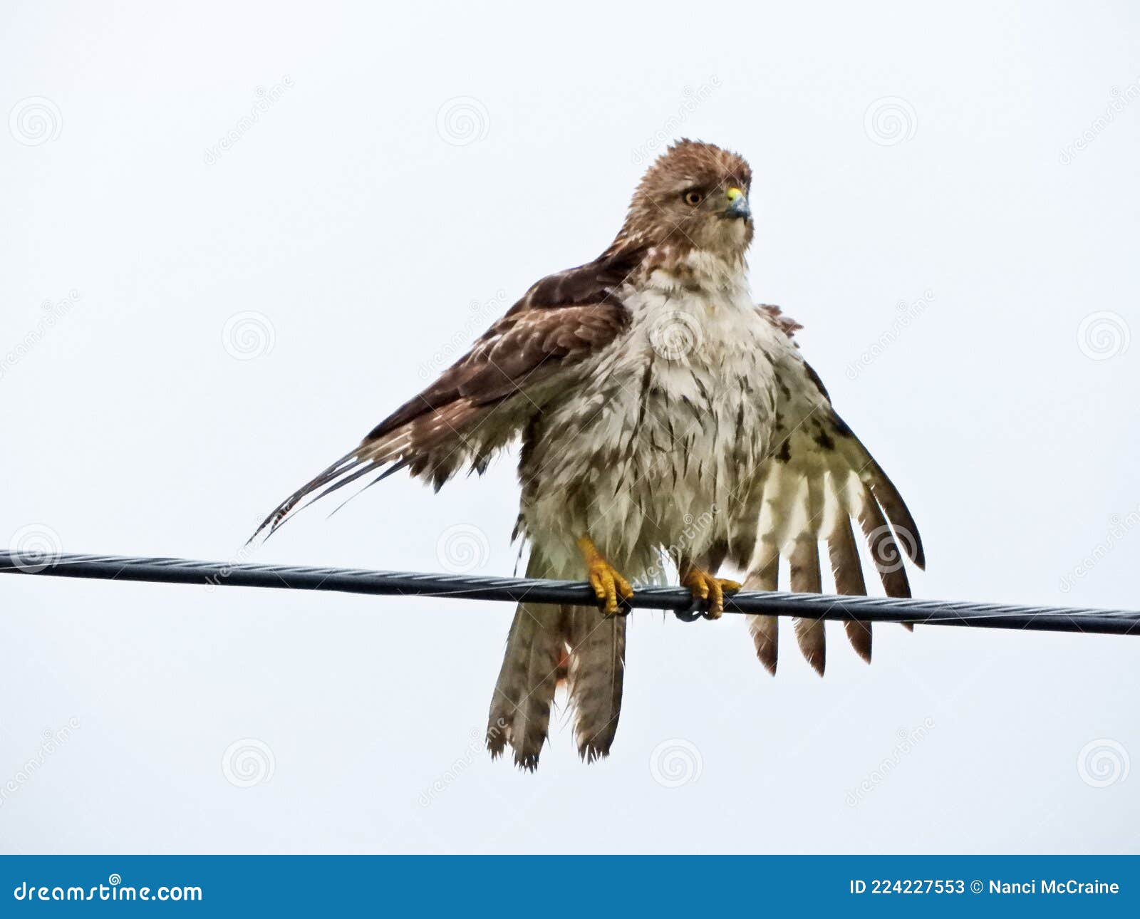 Red Tail Hawk Drying Outstretched Wings Stock Image - Image of ...