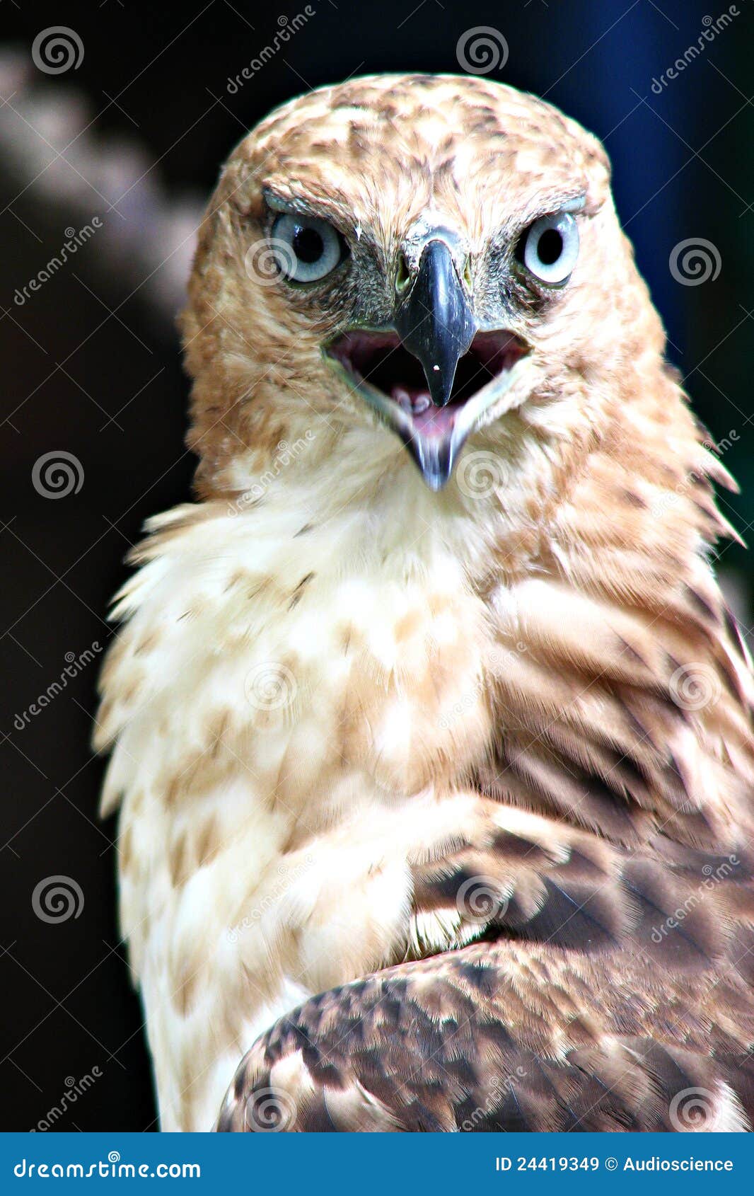 Hawk Eagle Fierce Portrait stock image. Image of falcon - 24419349