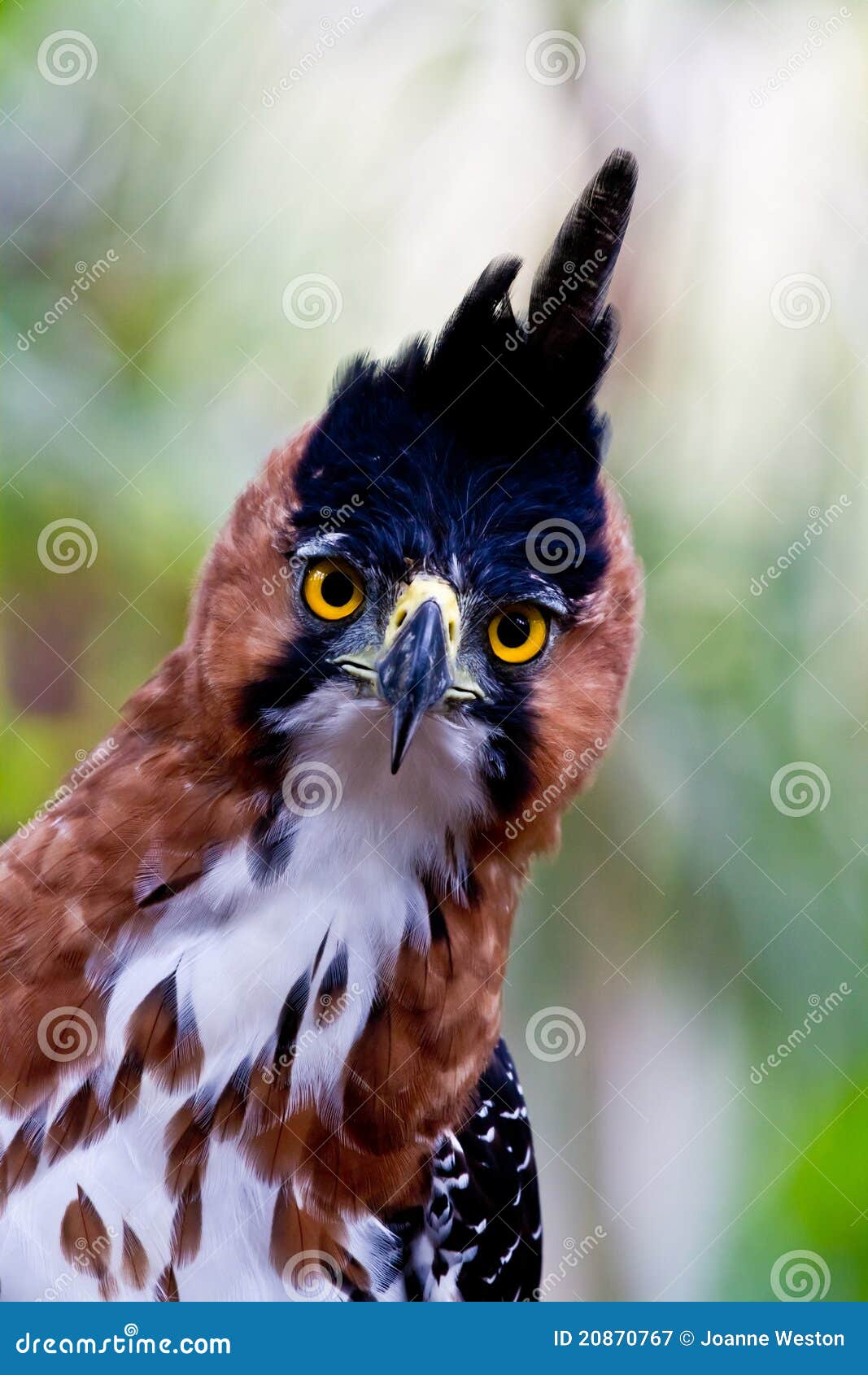 195 Peru Eagle Photos - Free & Royalty-Free Stock Photos from Dreamstime