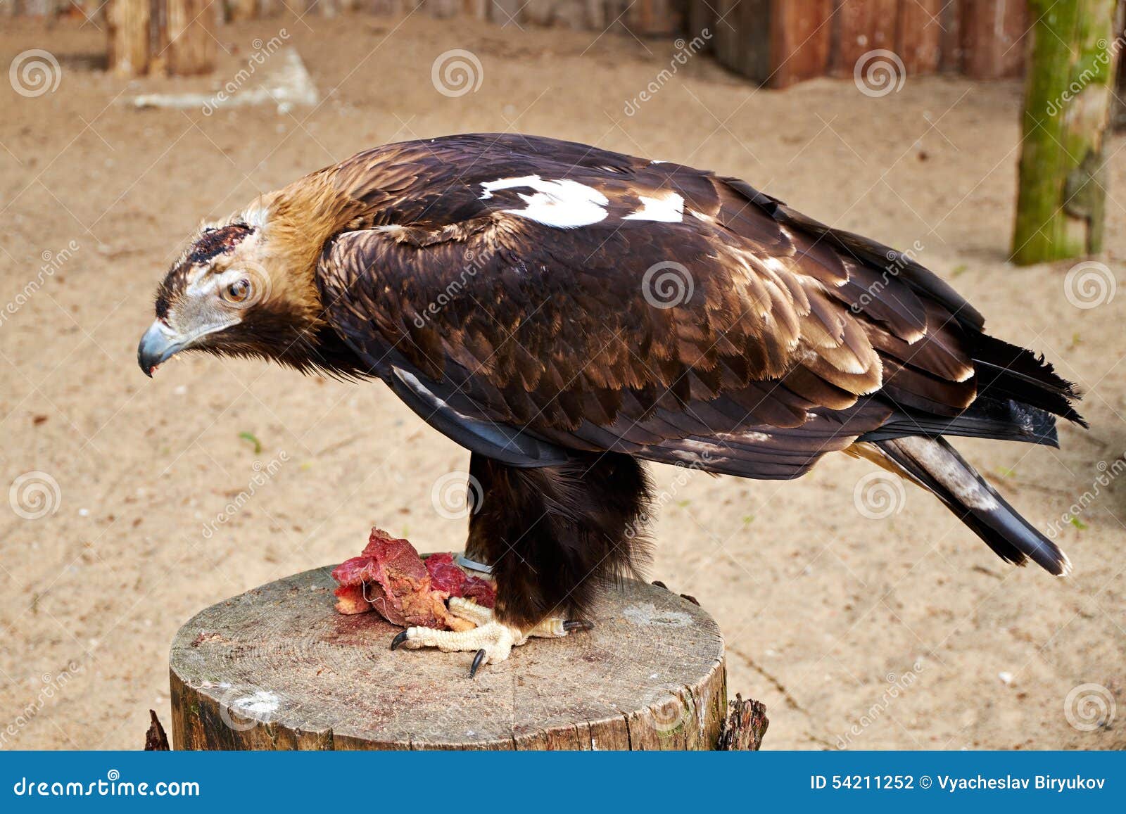 Hawk eat meat stock photo. Image of power, diner, hunting - 54211252