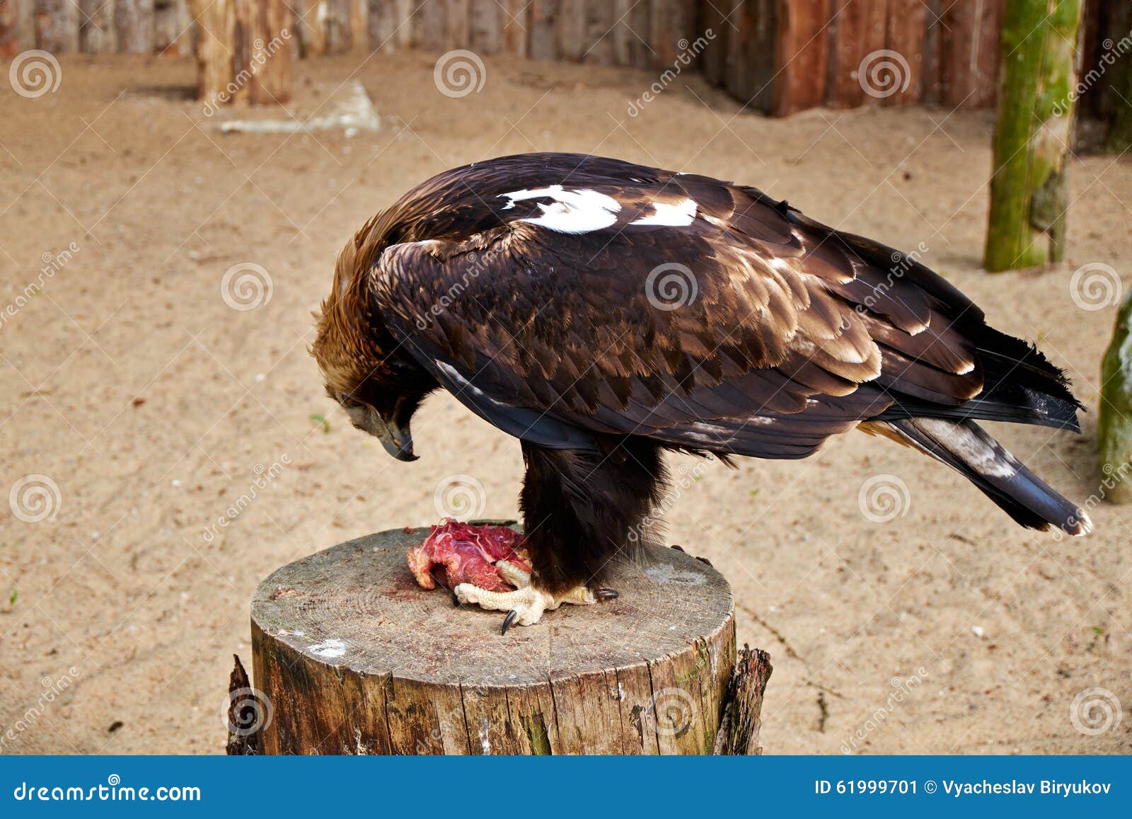 Hawk eat meat stock image. Image of fierce, tallinn, beak - 61999701