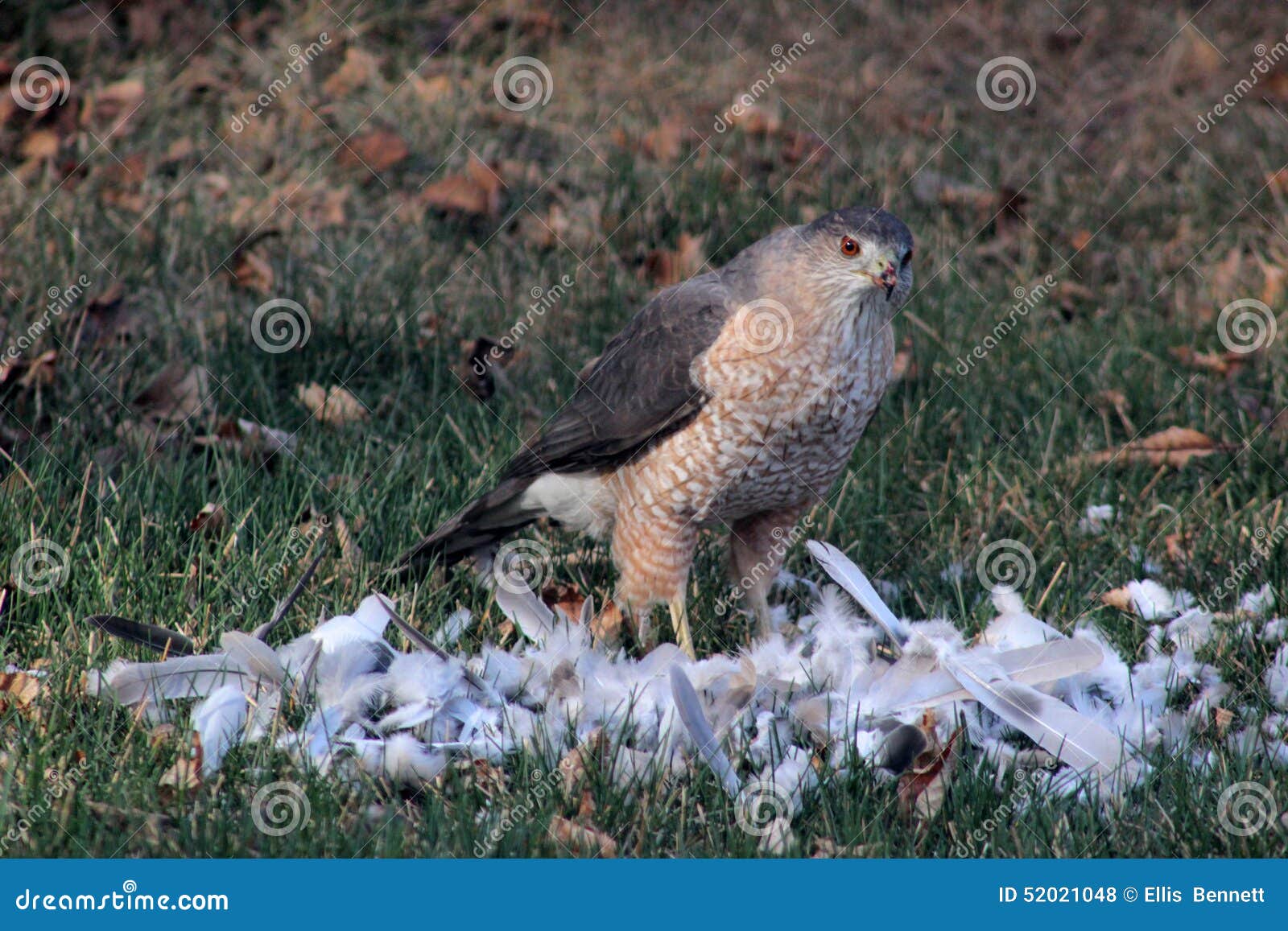 Hawk eating a dove stock photo. Image of yard, hawk, dove - 52021048
