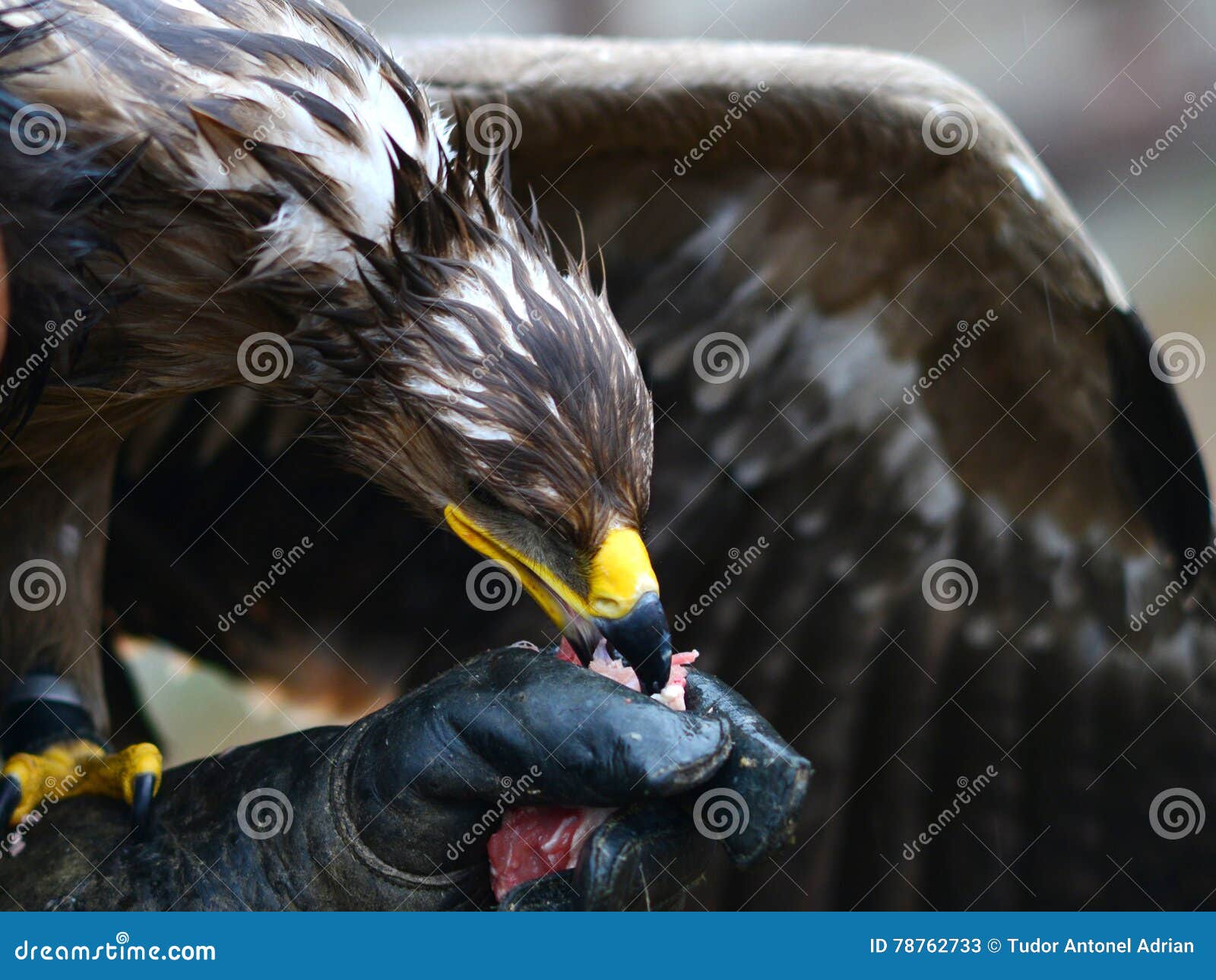 Hawk eating flesh stock image. Image of eagle, fancier - 78762733