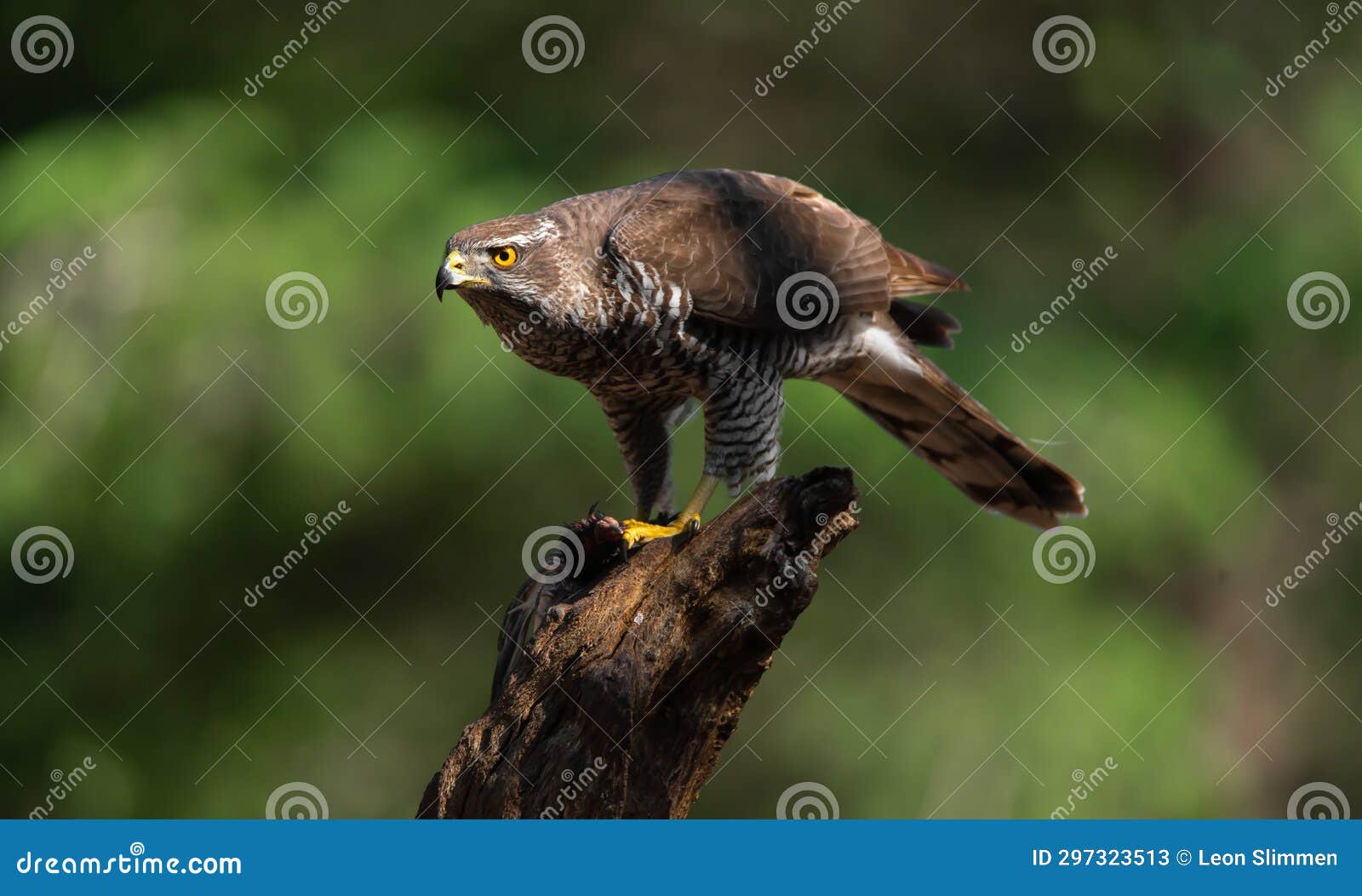 Hawk eating his food stock image. Image of wildlife - 297323513