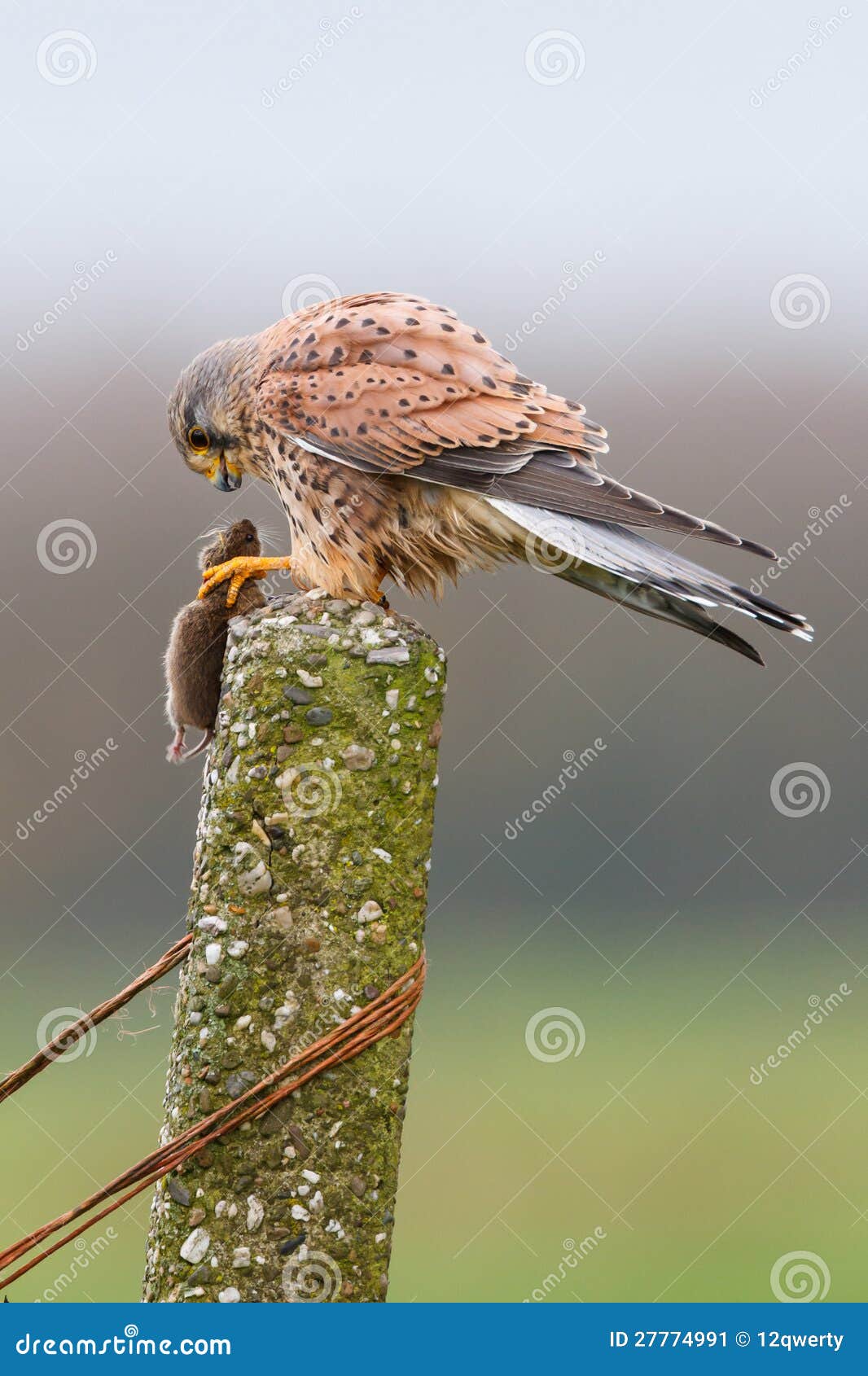 Hawk eating rodent stock image. Image of rodent, food - 27774991