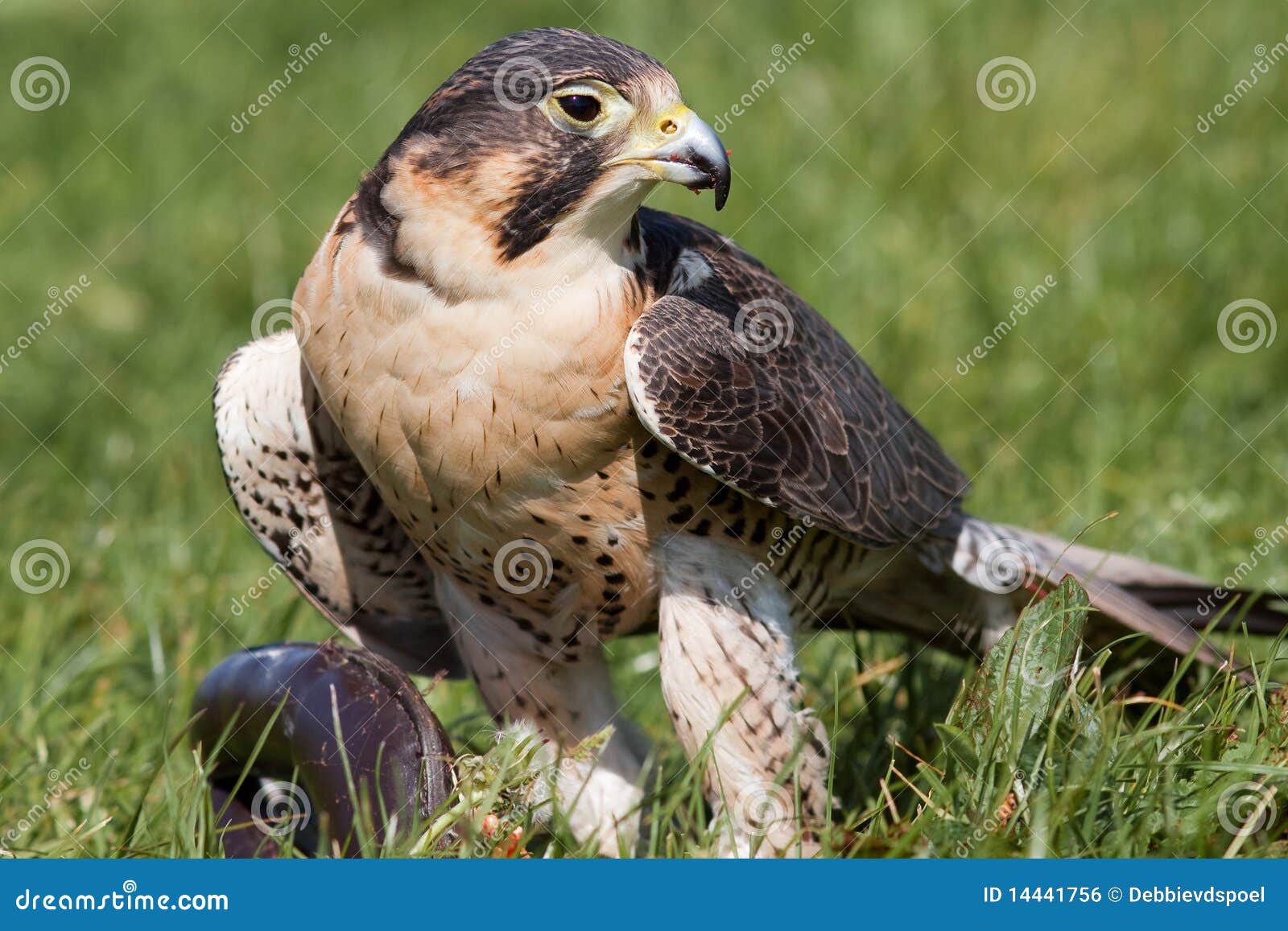 Hawk eating it s prey stock photo. Image of waiting, predator - 14441756