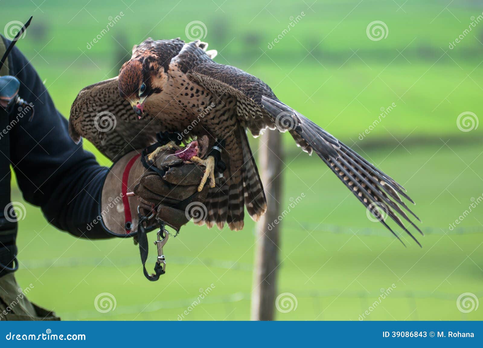 Hawk eating stock image. Image of wildlife, meat, fast - 39086843