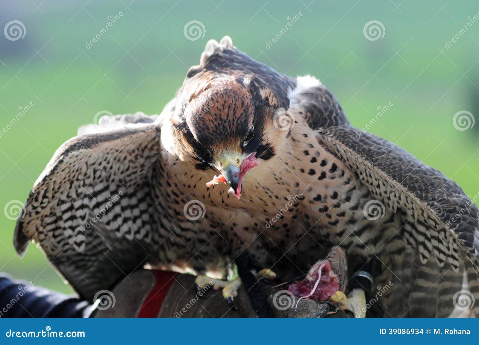 Hawk eating stock photo. Image of feather, horizontal - 39086934