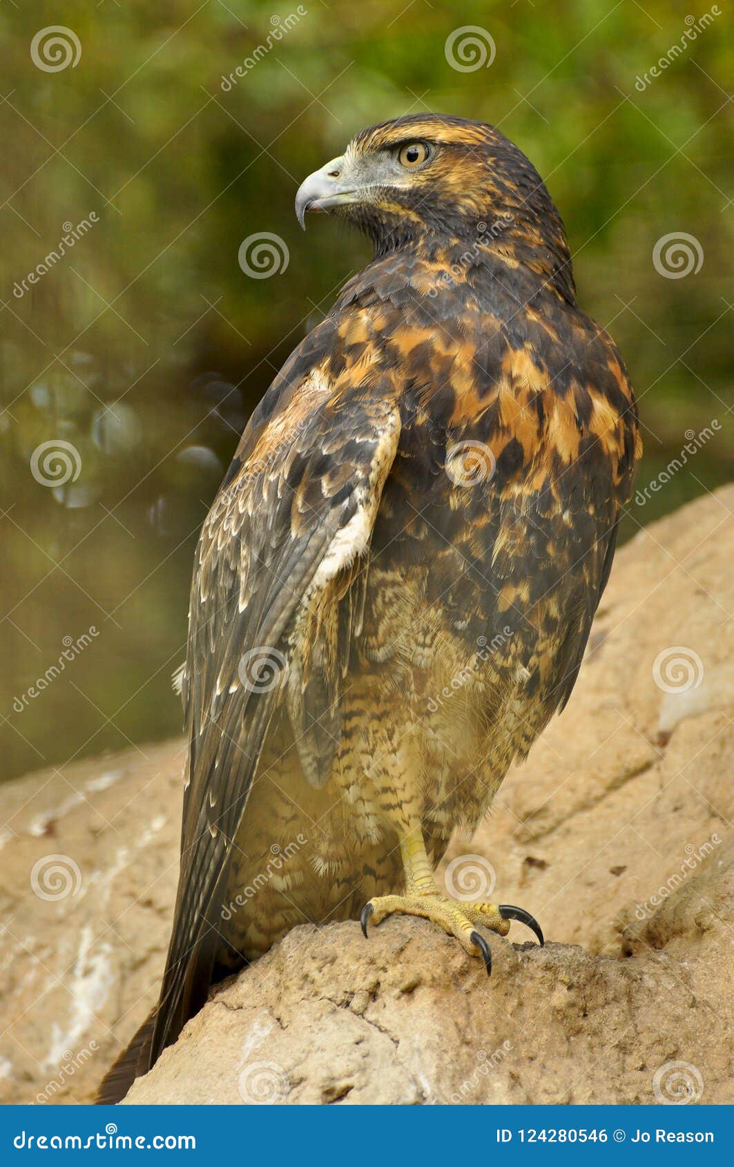 Hawk, Ecuador stock photo. Image of hawk, shoulder, ecuador - 124280546