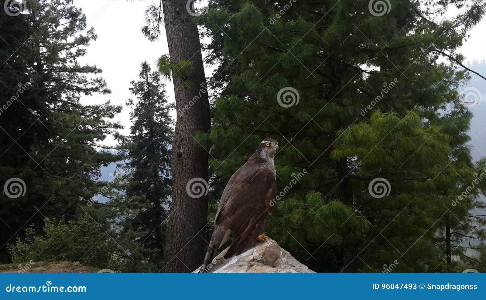 Hawk Enjoying Nature View stock image. Image of hawk - 96047493