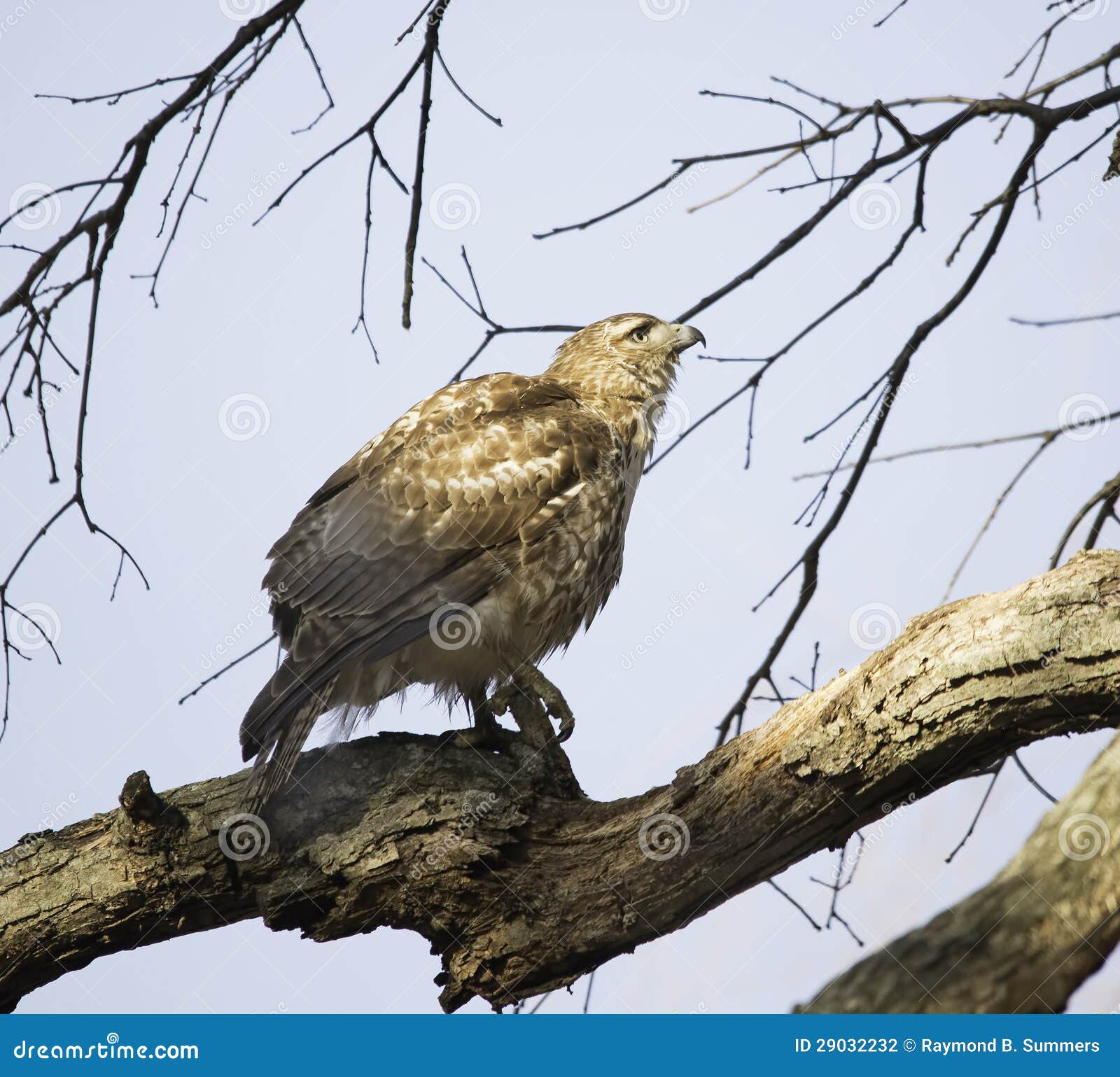 Hawk Eye stock photo. Image of buzzard, undomesticated - 29032232