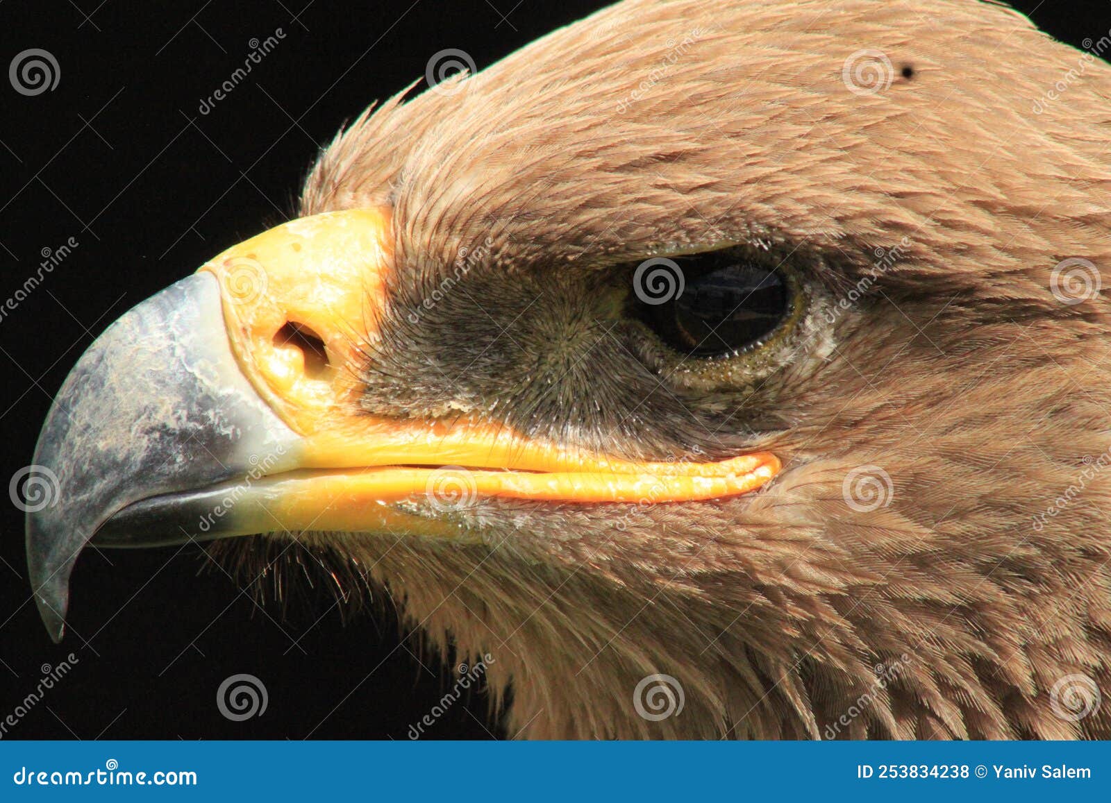Hawk eye stock photo. Image of beautiful, branch, bird - 253834238