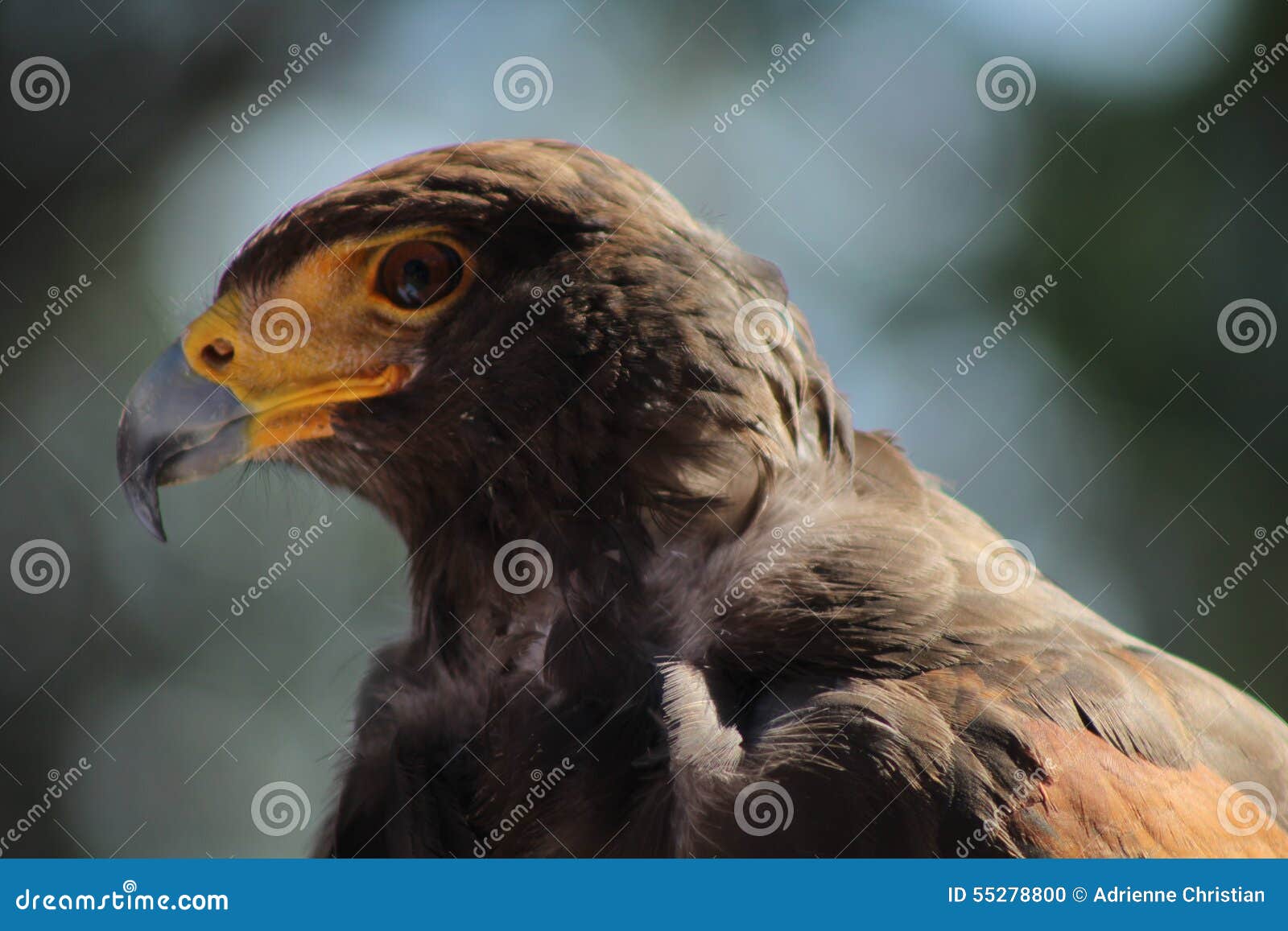 Hawk Eye stock photo. Image of bird, animal, beak, scary - 55278800