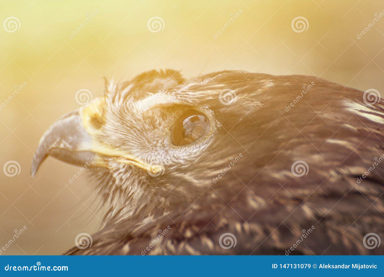 Hawk eye close-up stock image. Image of hunting, bill - 147131079