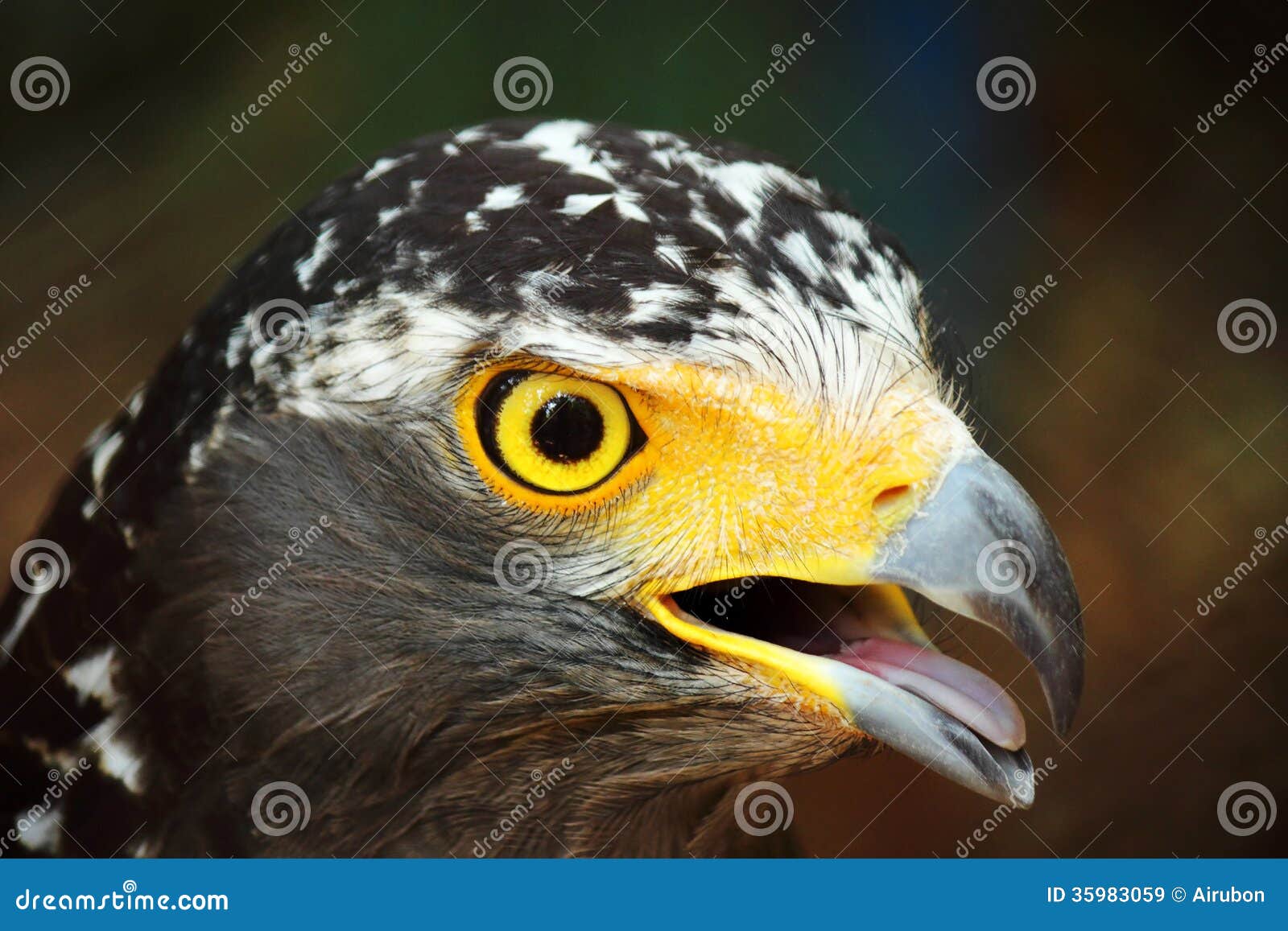 Hawk eye stock image. Image of aggression, wild, eagle - 35983059