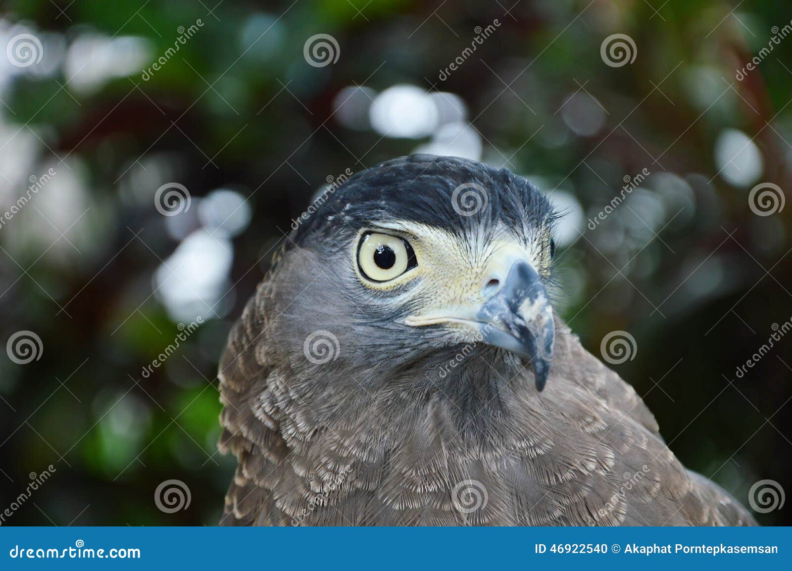 Hawk eye stock photo. Image of preservation, hawk, wildlife - 46922540