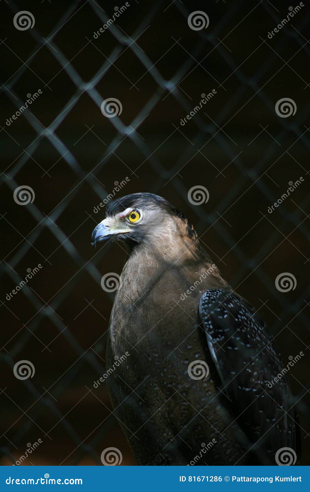 Hawk Eye stock photo. Image of wildlife, head, outdoors - 81671286