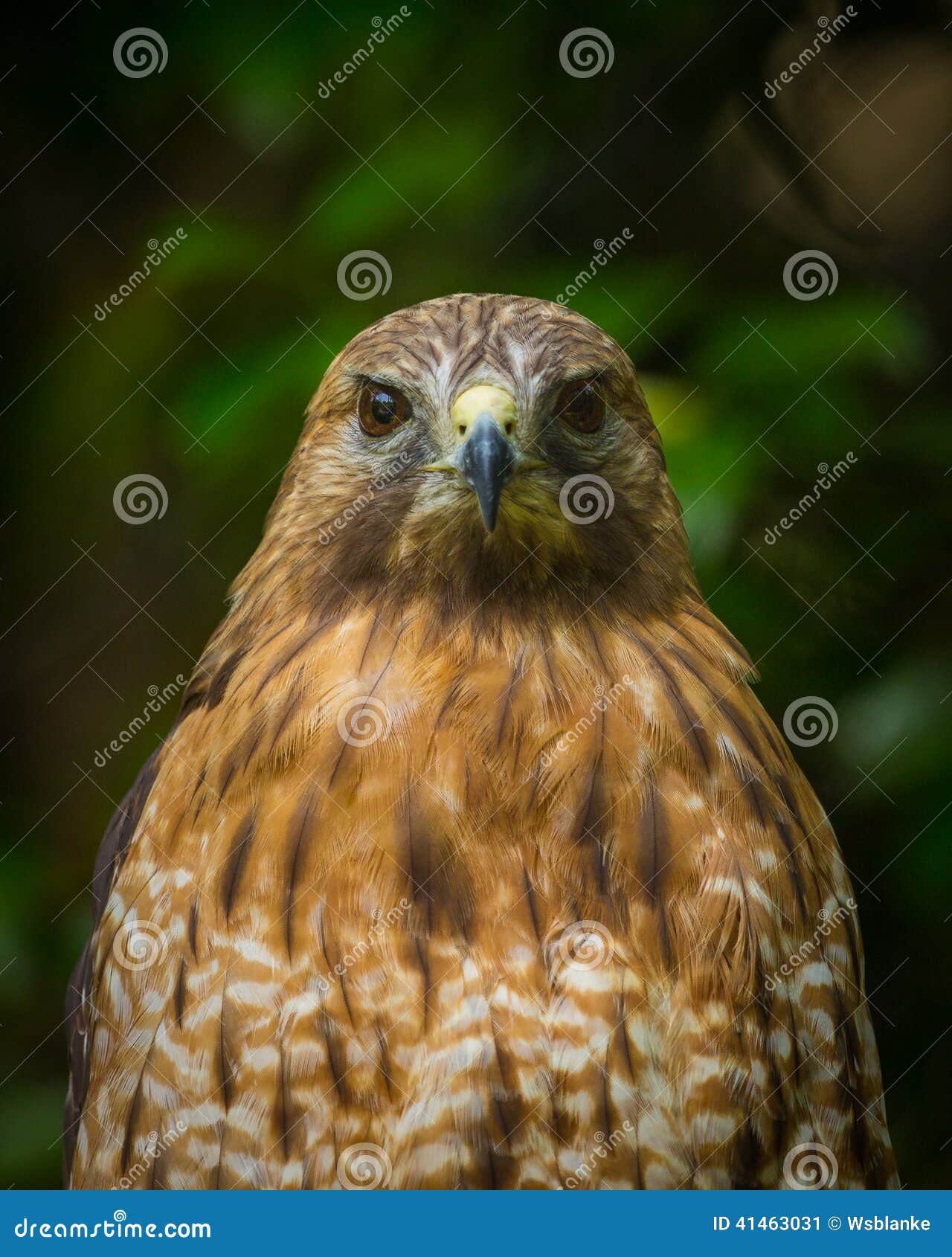 Hawk Eyes Staring at You stock image. Image of wildlife - 41463031