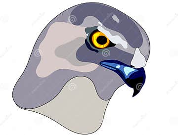 Hawk Face Sharp Side View Coloured Vector Illustration Stock Vector ...
