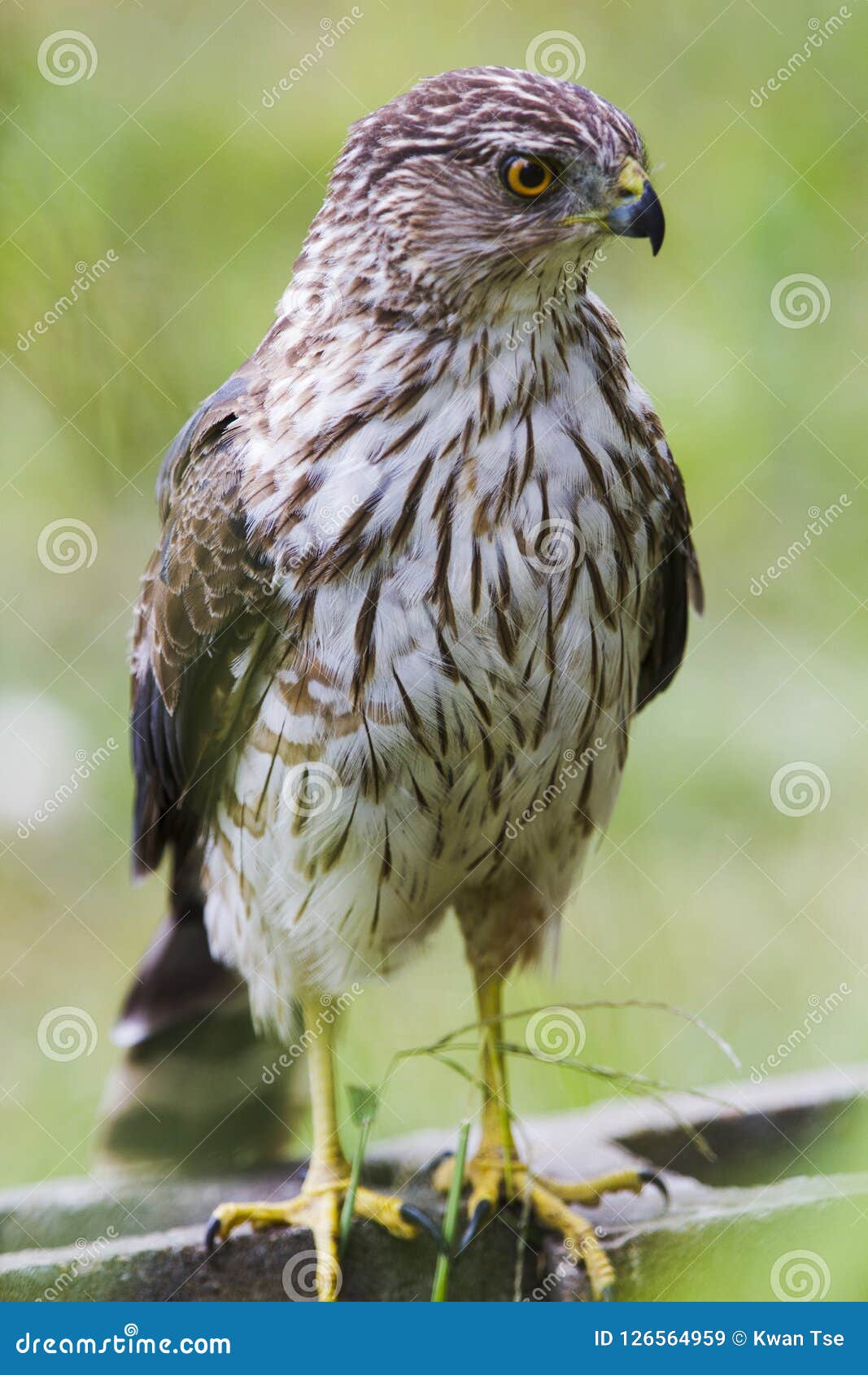 Hawk Falcon in Green Background Stock Image - Image of straight ...