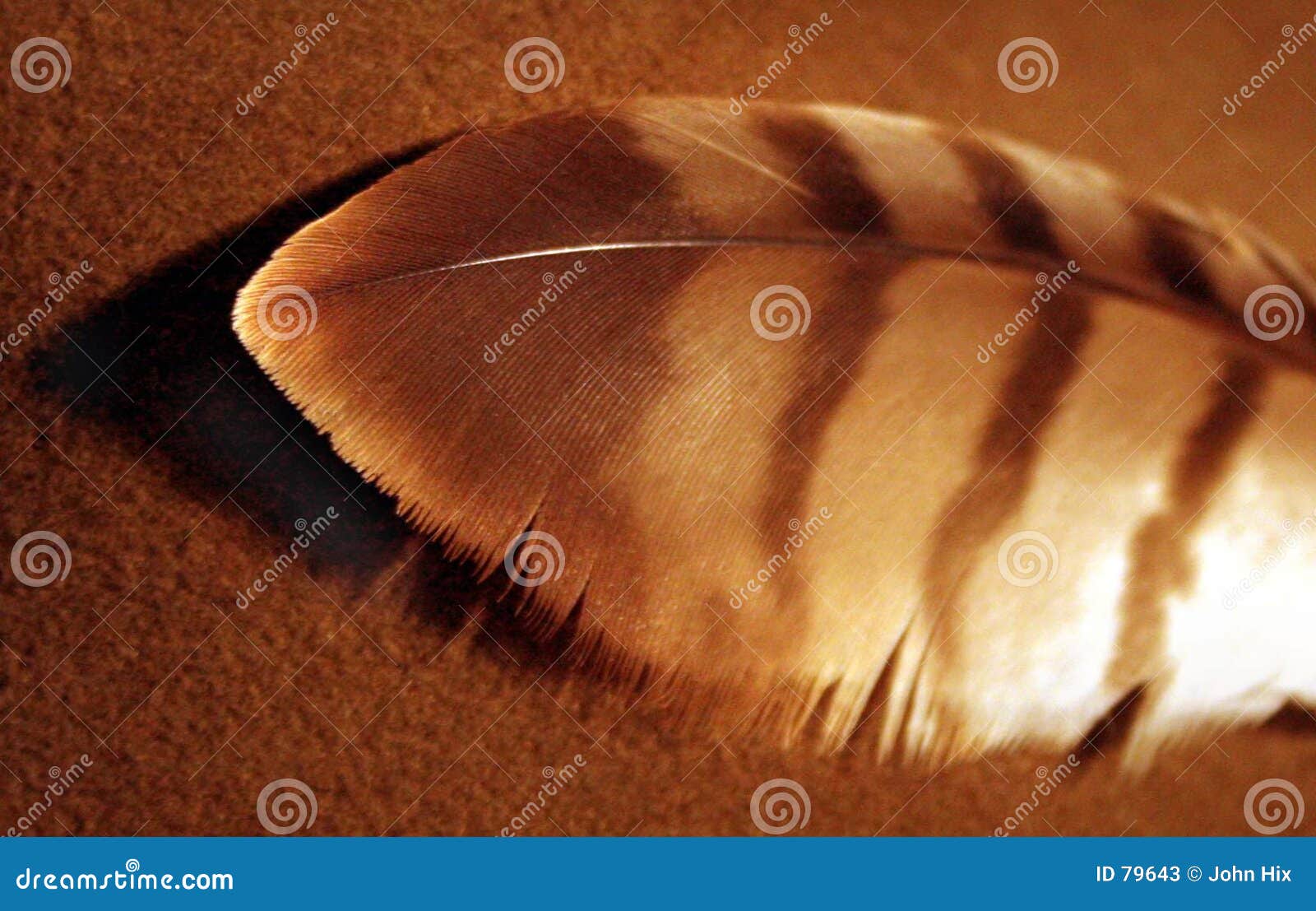 Hawk Feather stock image. Image of exotic, fluffy, feathers - 79643