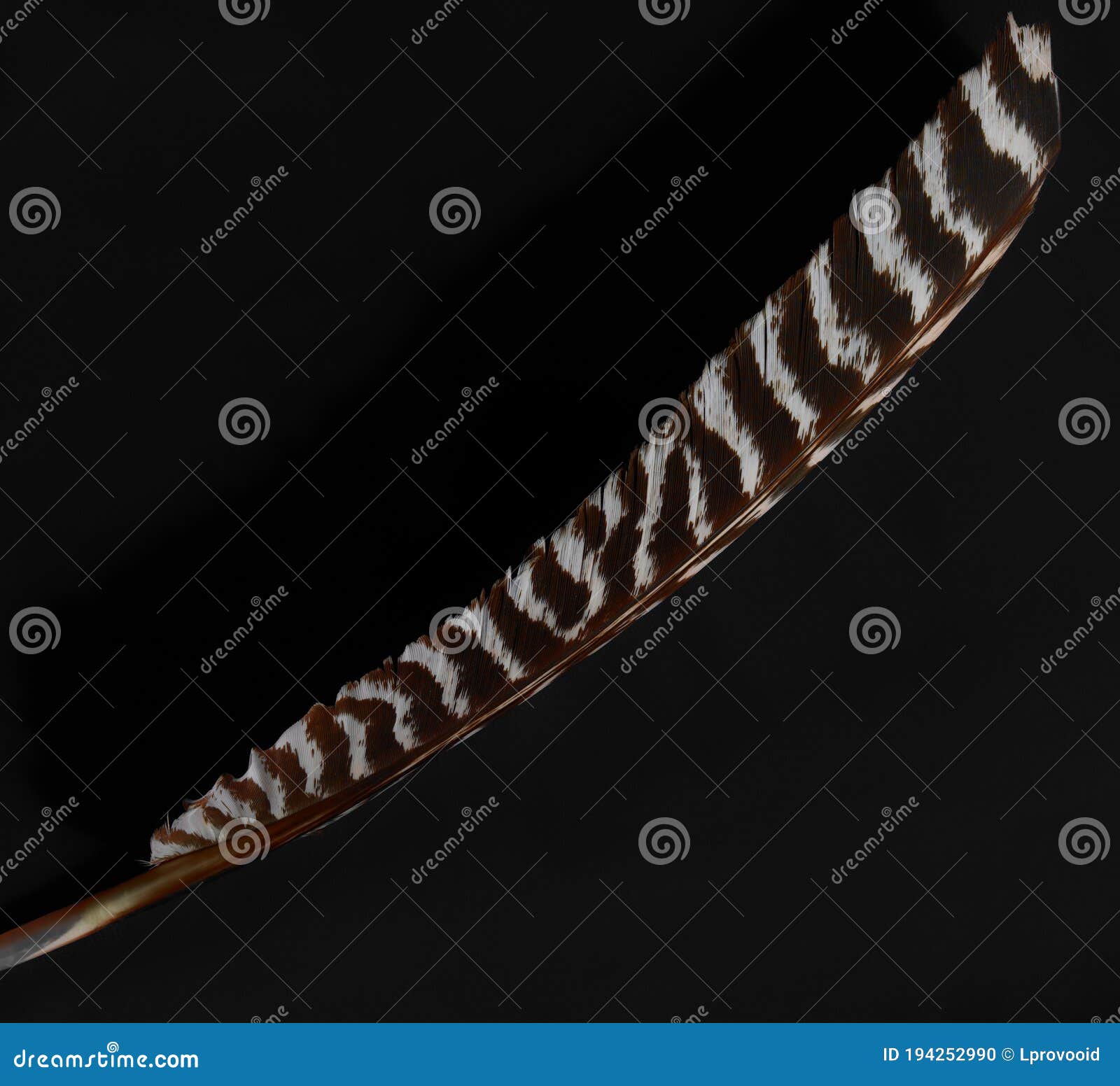 Hawk Feather stock photo. Image of falcon, plume, decoration - 194252990