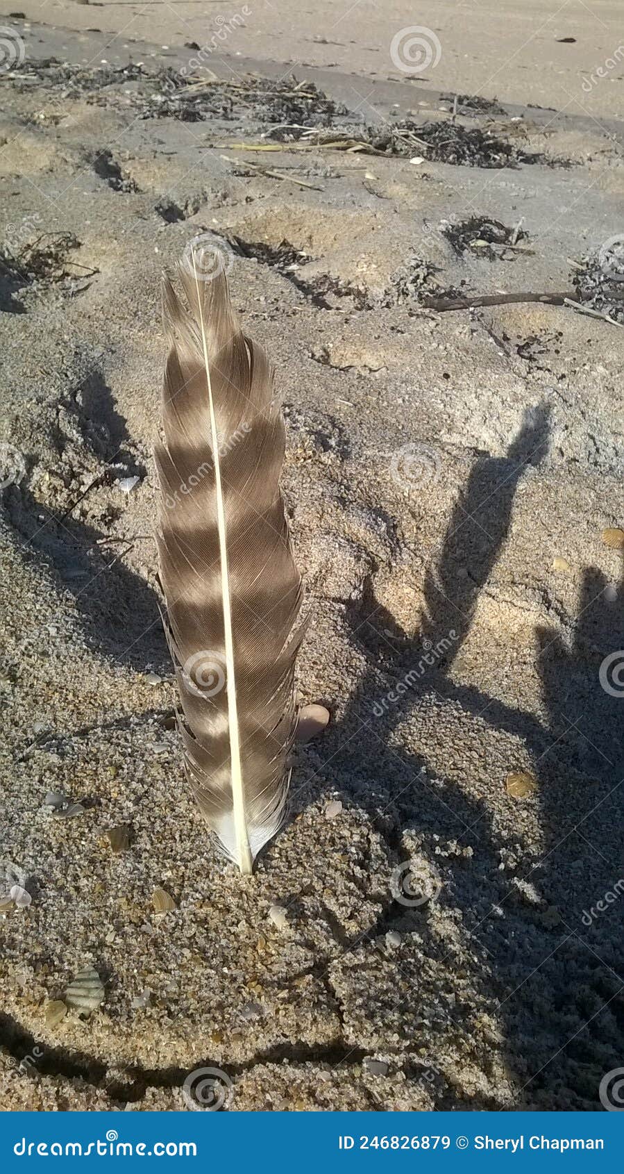Hawk Feather Cocoa Beach, Florida Stock Image - Image of bird, florida ...