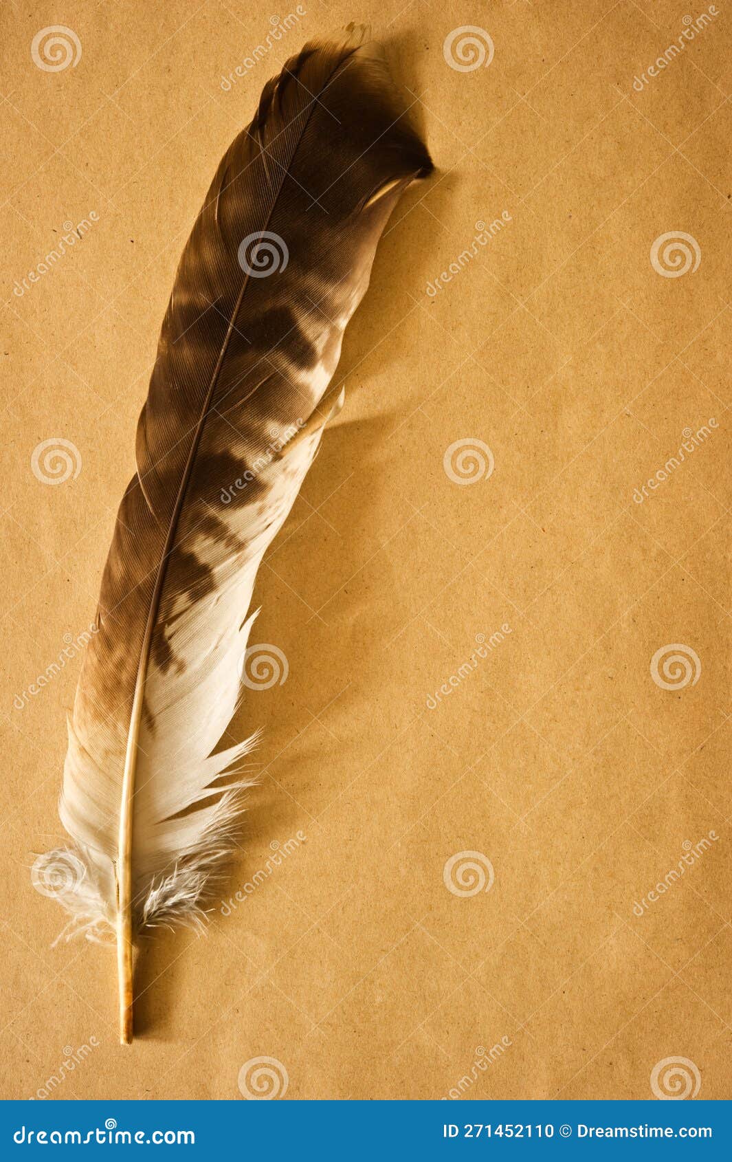 Hawk Feather on Top of an Old Weathered Paper. Stock Photo - Image of ...