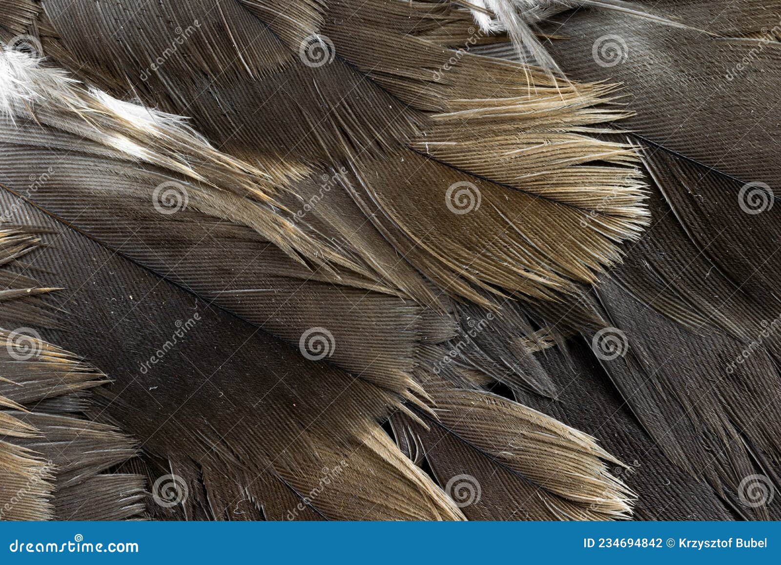 Hawk Feathers with Visible Detail. Background or Texture Stock Photo ...