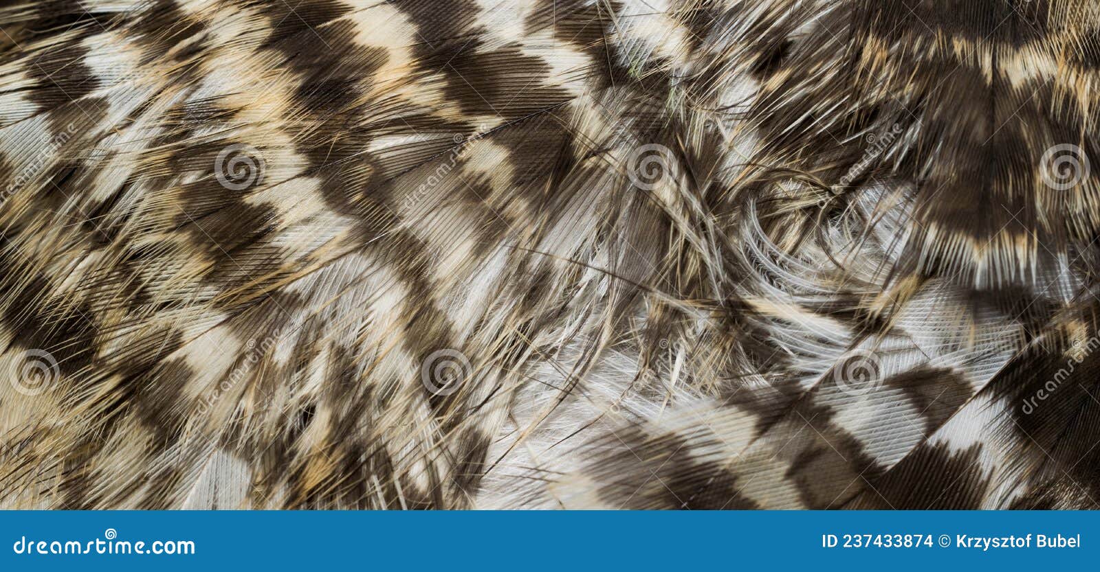 Hawk Feathers with Visible Detail. Background or Texture Stock Photo ...