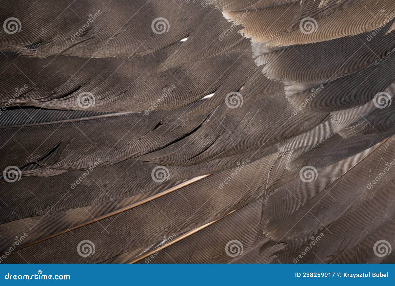 Hawk Feathers with Visible Detail. Background or Texture Stock Image ...