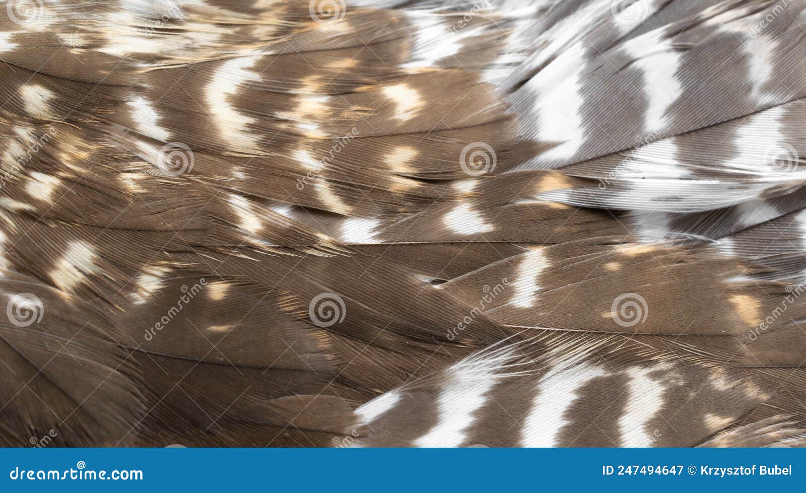 Hawk Feathers with Visible Detail. Background or Texture Stock Image ...