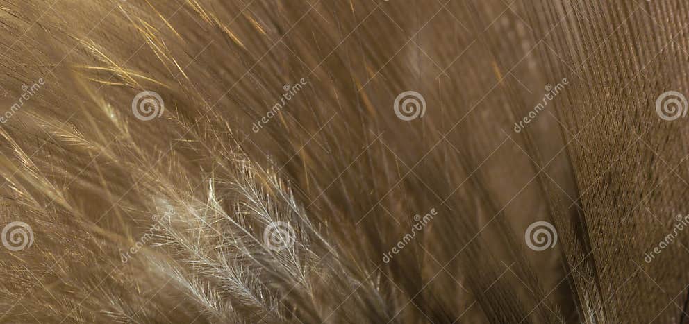 Hawk Feathers with Visible Detail. Background or Texture Stock Photo ...
