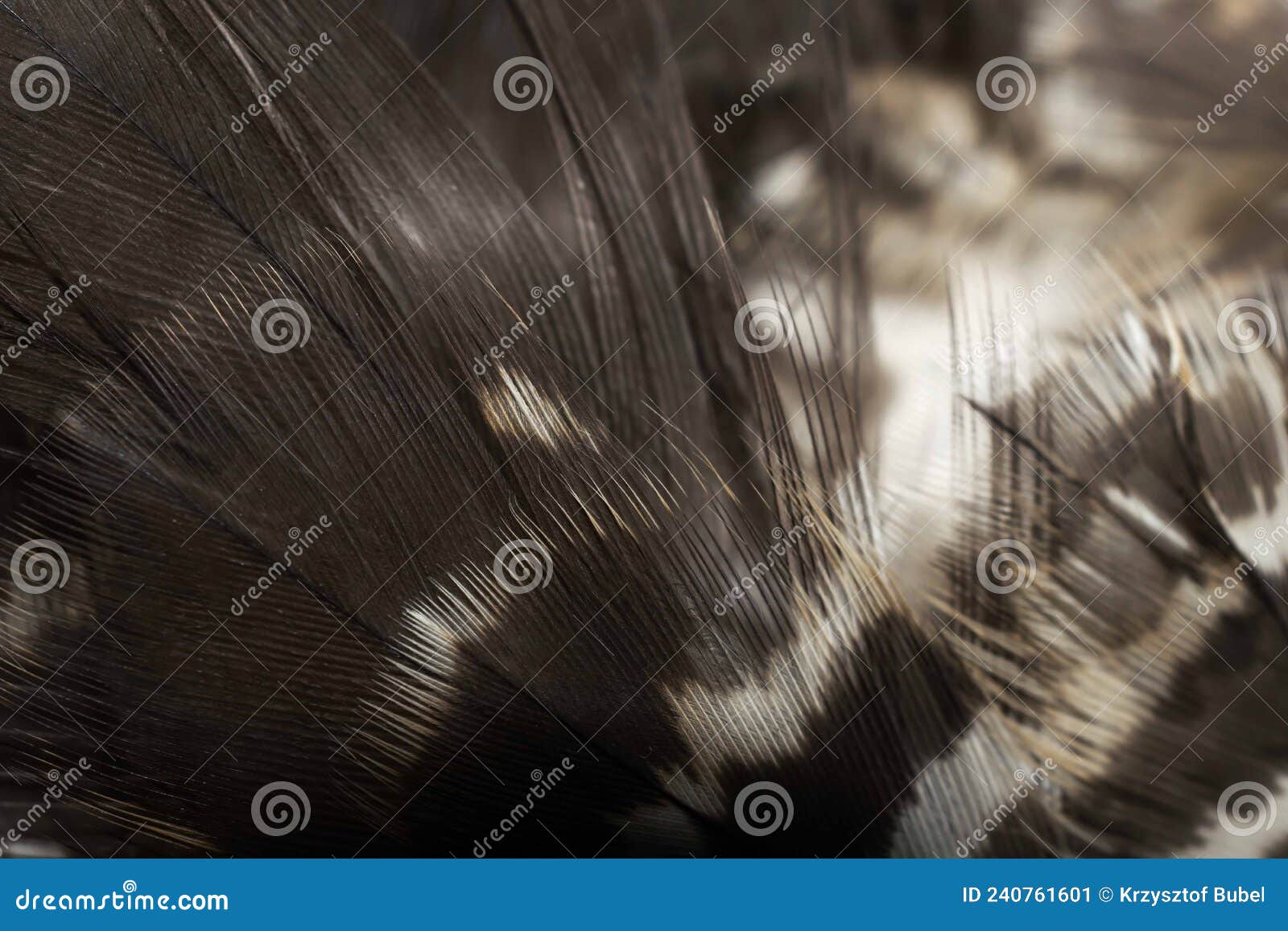 Hawk Feathers with Visible Detail. Background or Texture Stock Image ...