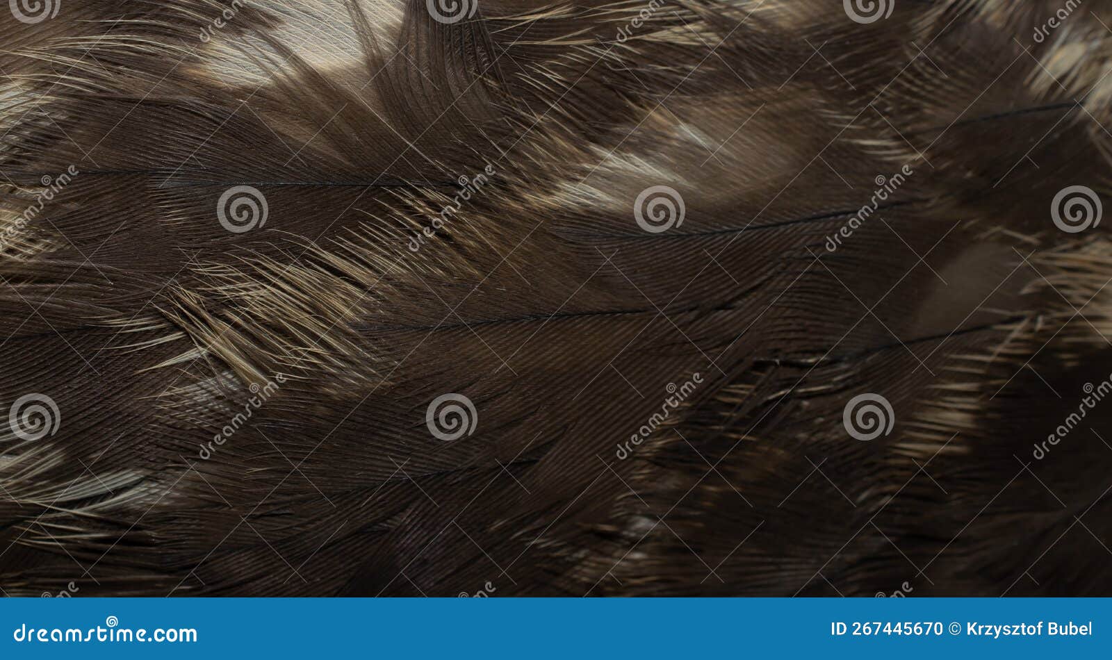 Hawk Feathers with Visible Detail. Background or Texture Stock Photo ...