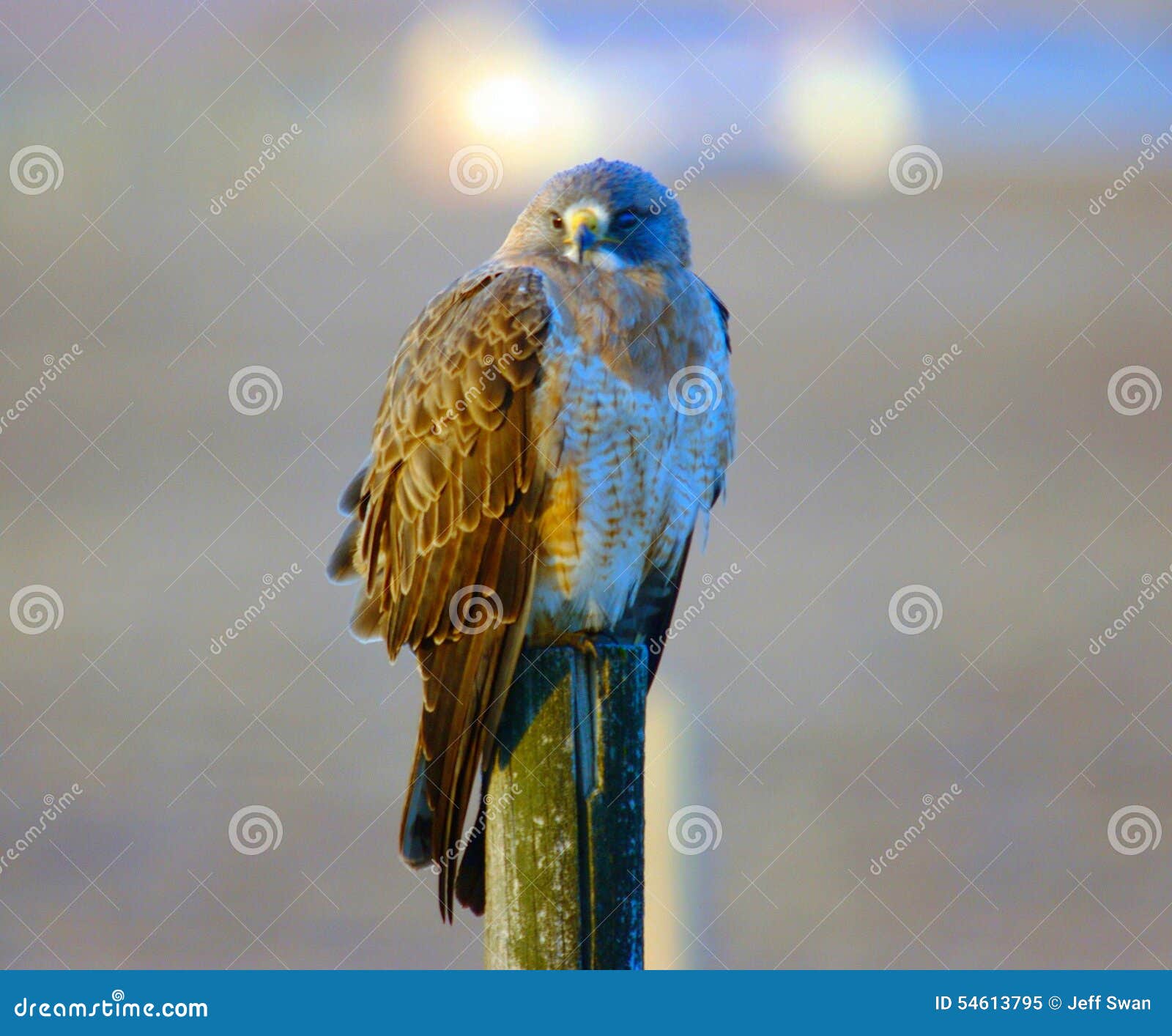 Hawk on a fence post stock image. Image of hawk, beaks - 54613795