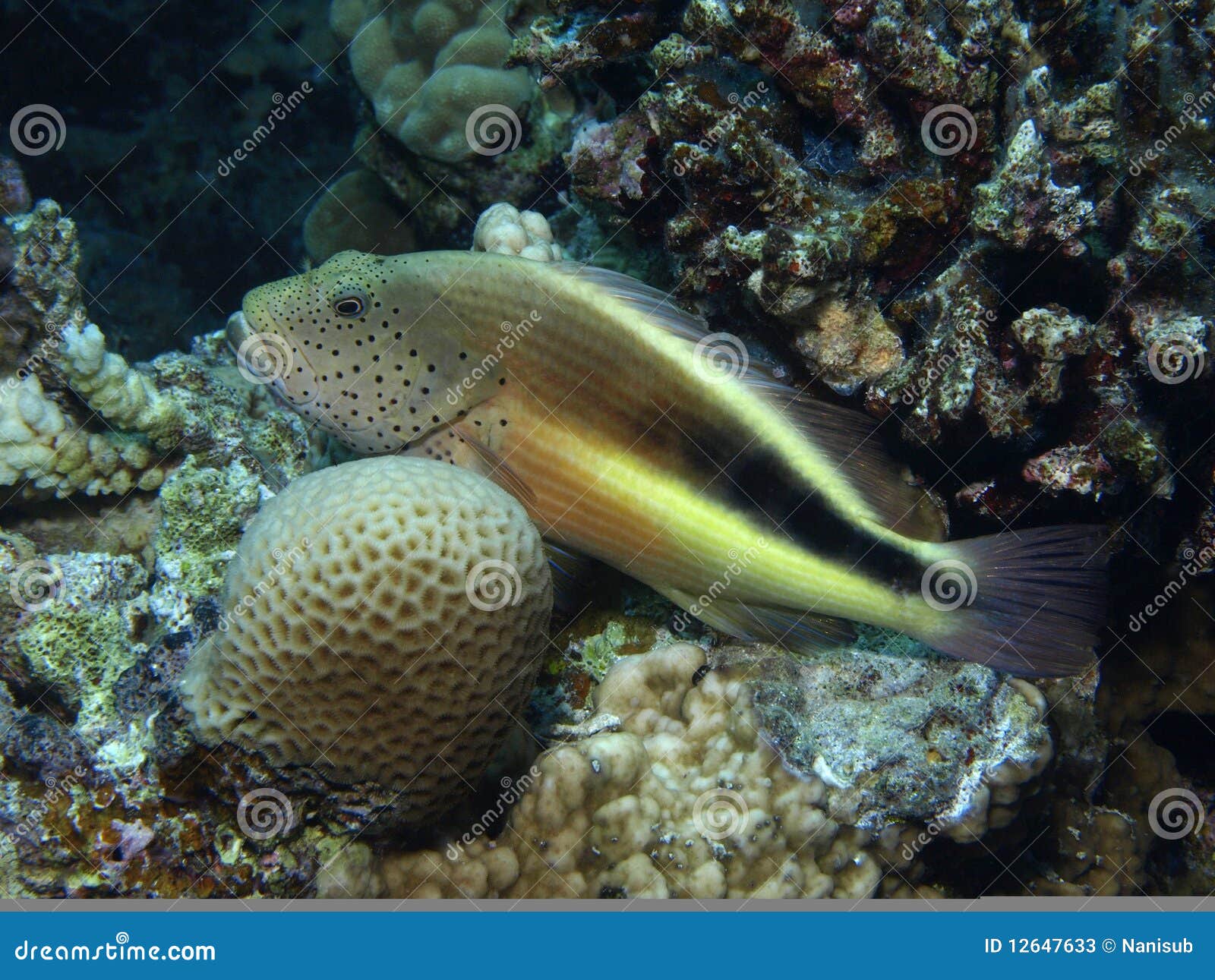 Hawk fish stock image. Image of coral, head, reef, diving - 12647633