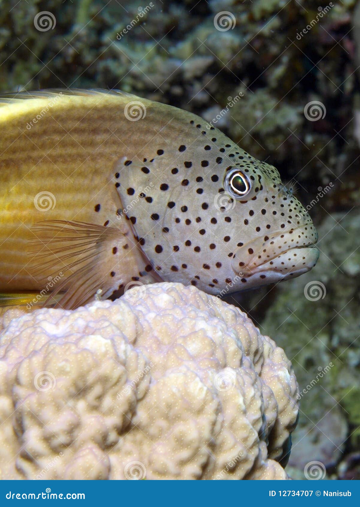 Hawk fish stock image. Image of sand, soft, coral, underwater - 12734707