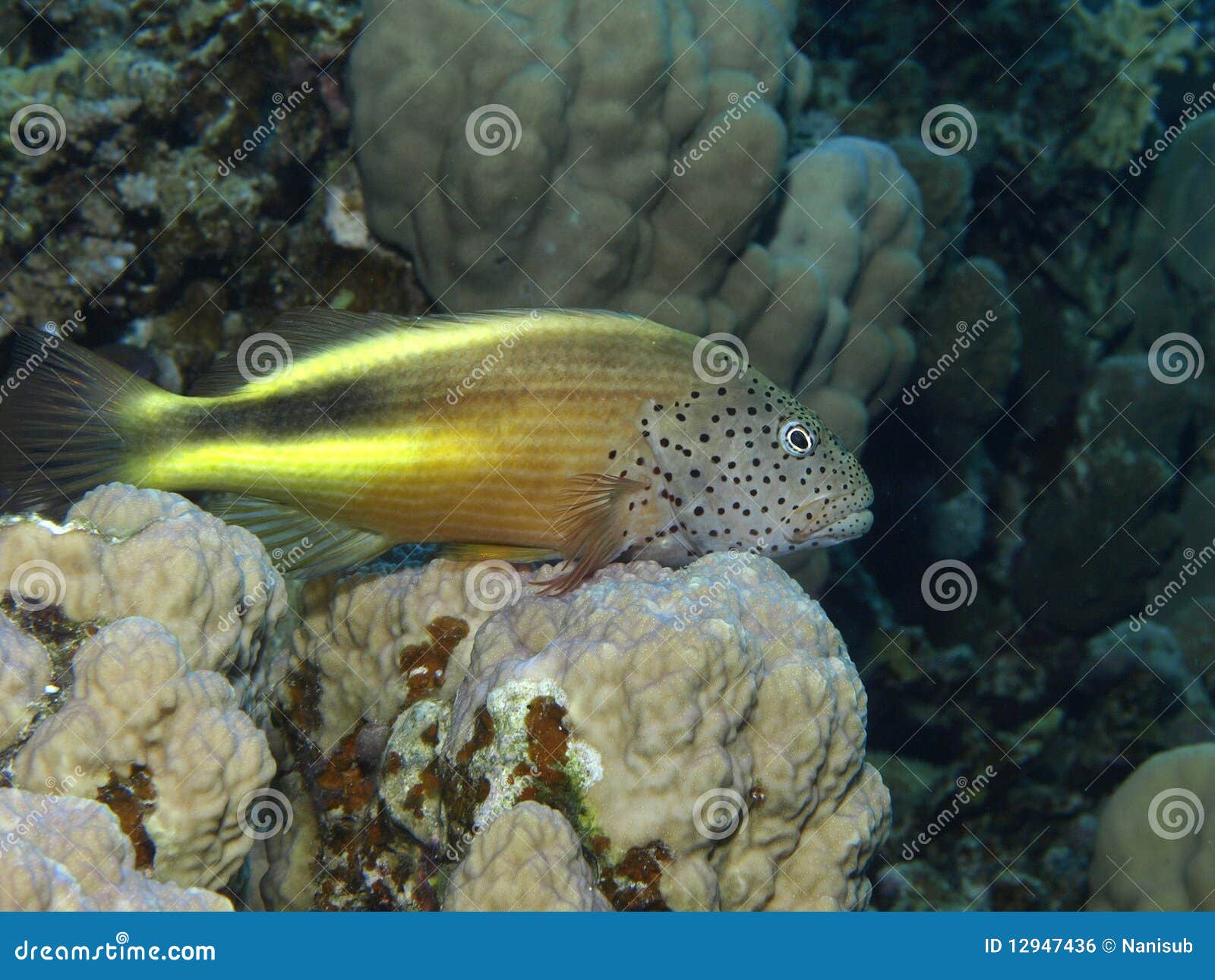 Hawk fish stock photo. Image of waiting, predator, islands - 12947436