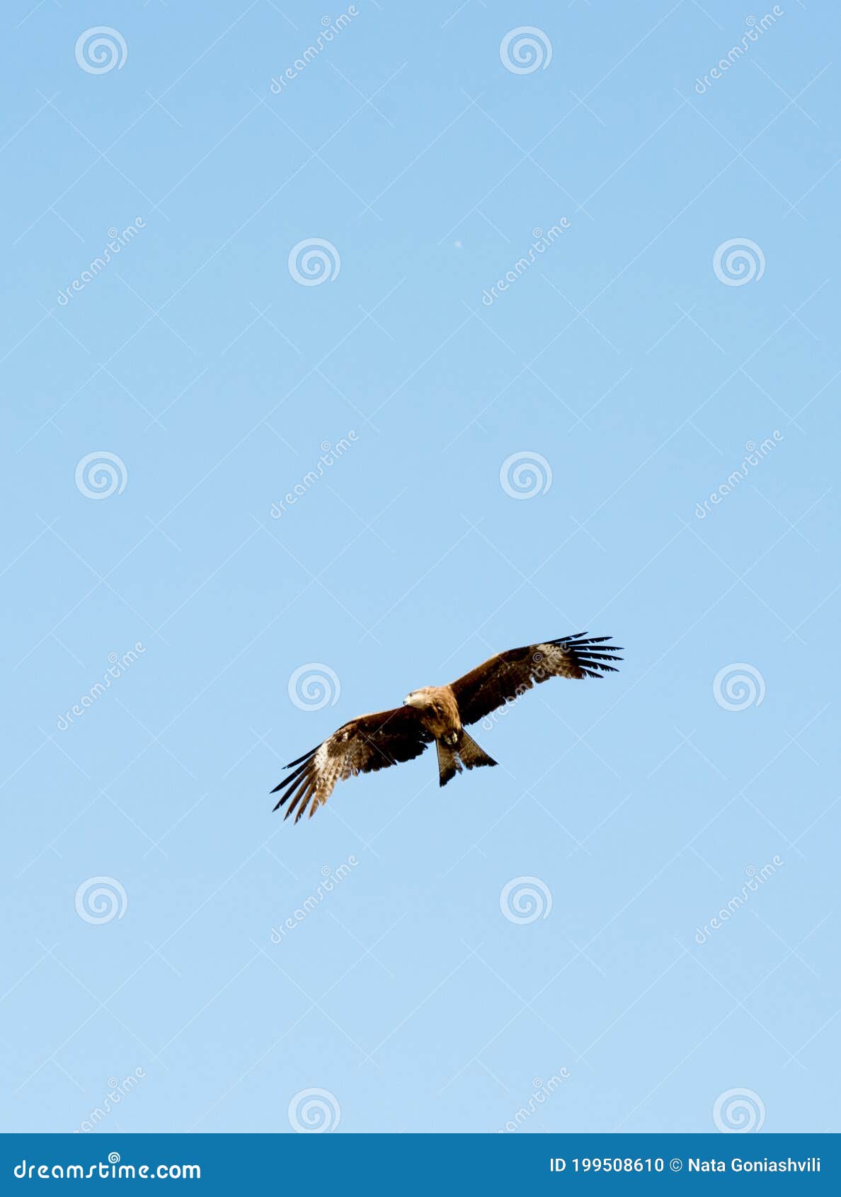 Hawk flies overhead stock photo. Image of overhead, flies - 199508610