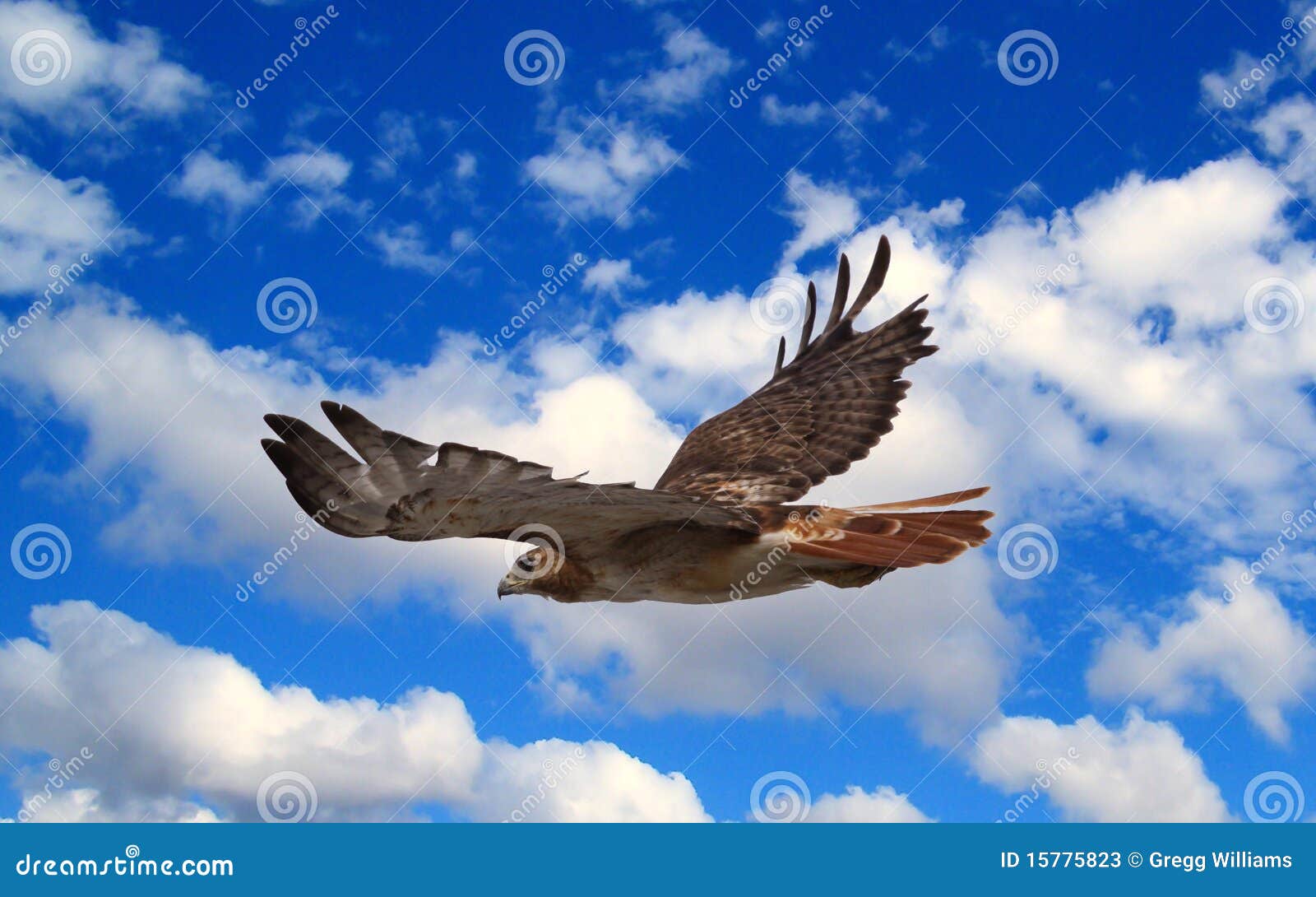 Hawk in flight stock image. Image of wildlife, clouds - 15775823