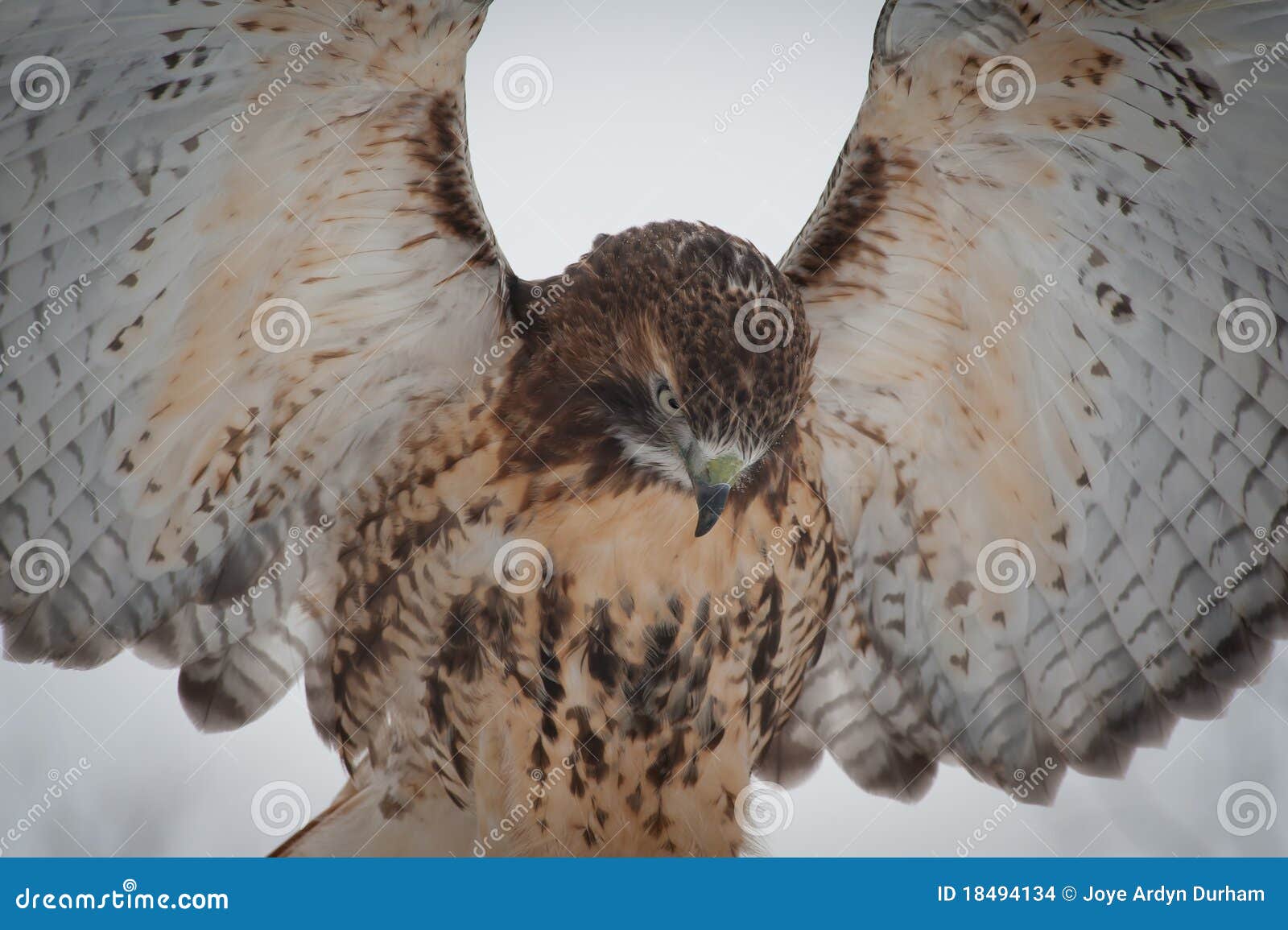 Hawk in Flight stock photo. Image of hunter, raptor, bird - 18494134